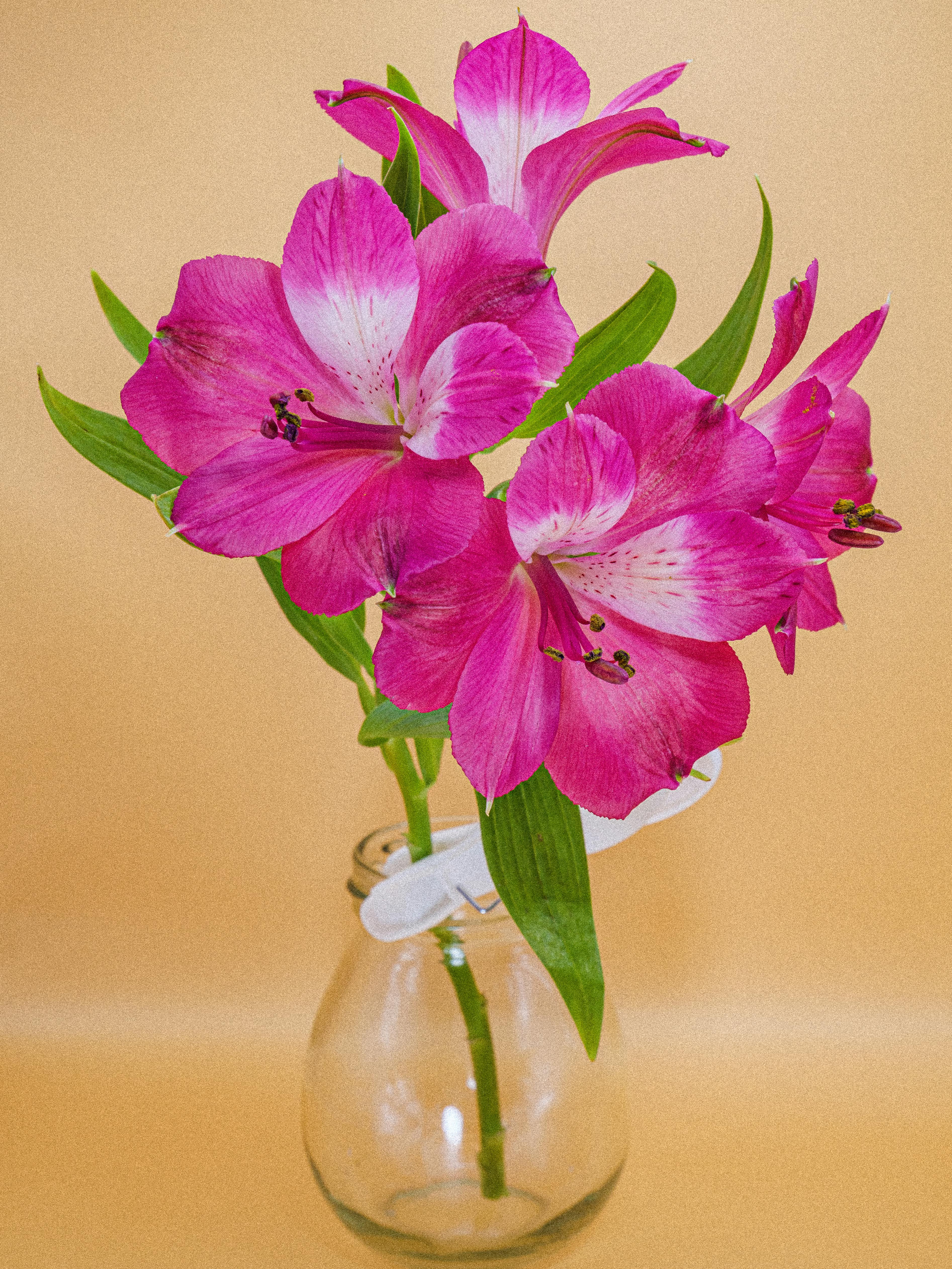 Pink Flowers in a Vase · Free Stock Photo