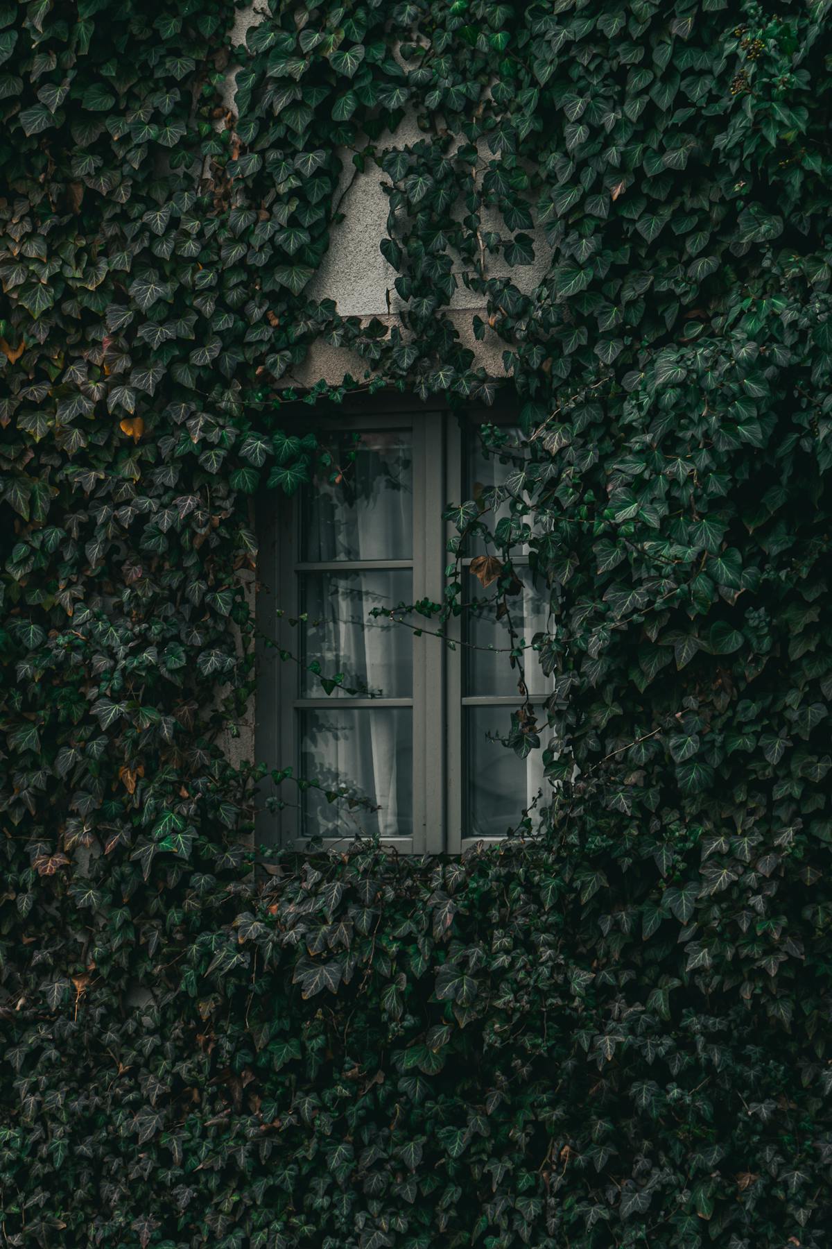 House Window Photos, Download The BEST Free House Window Stock Photos ...