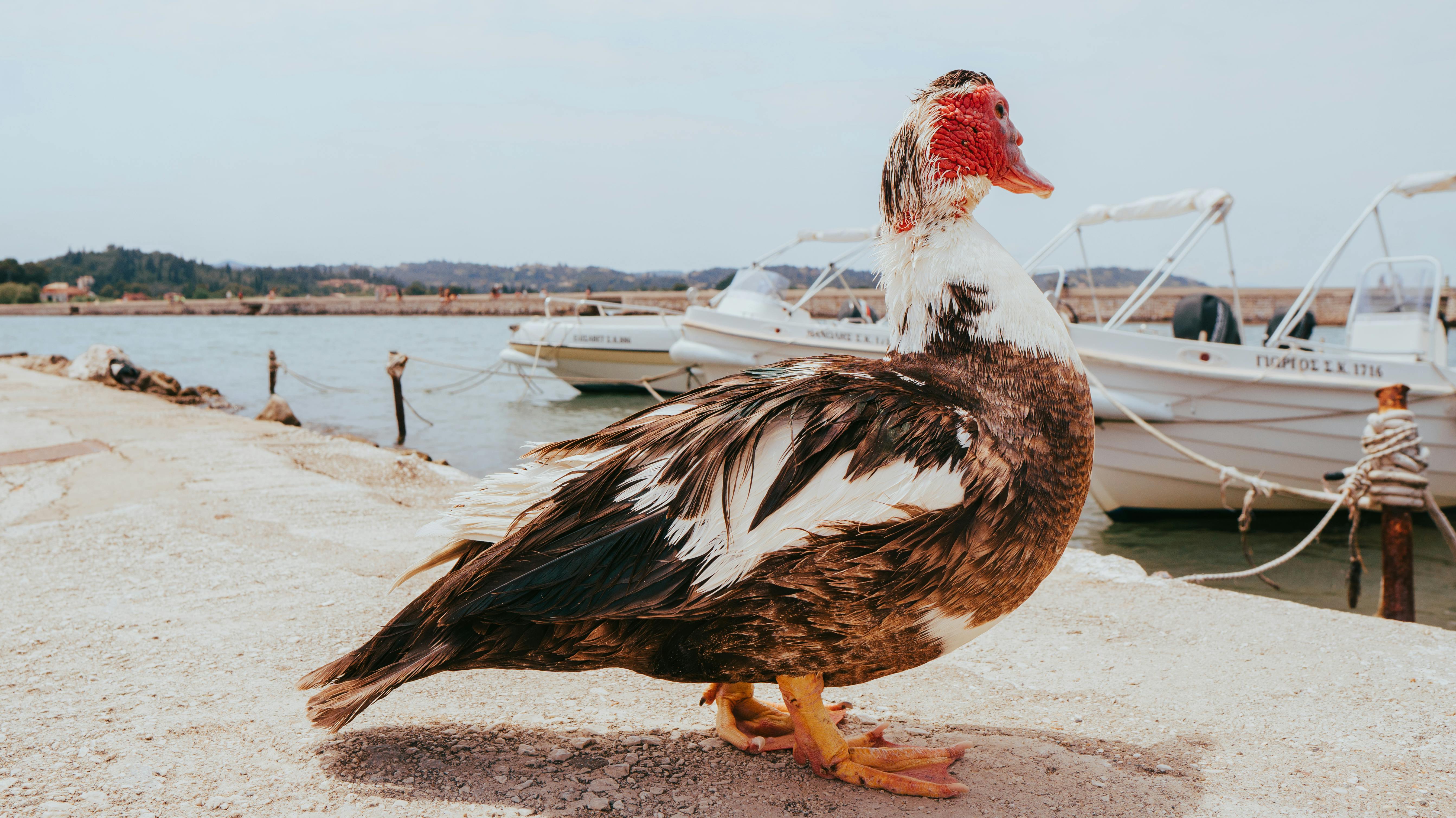 Duck in a Port · Free Stock Photo