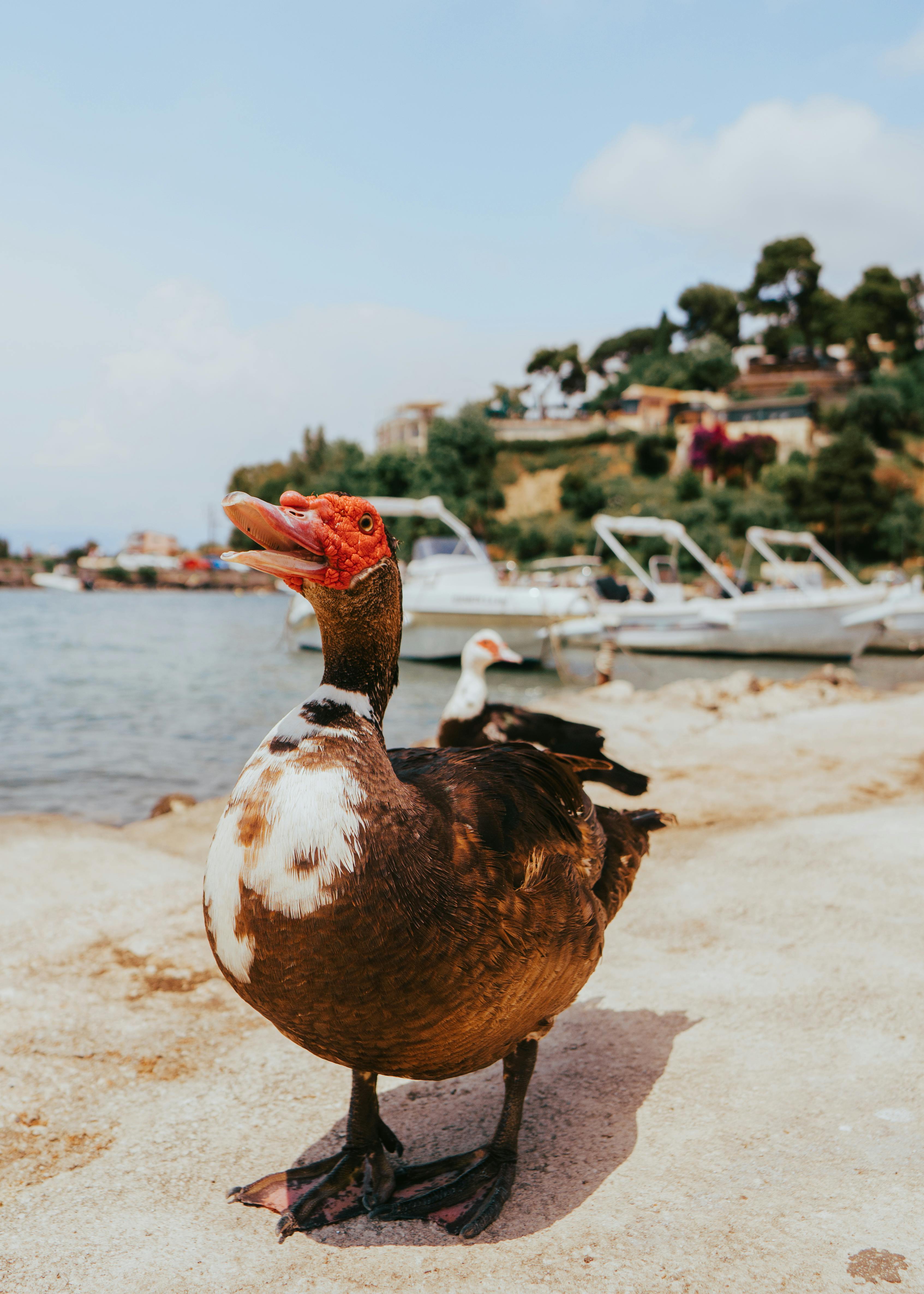 Bird smiling · Free Stock Photo