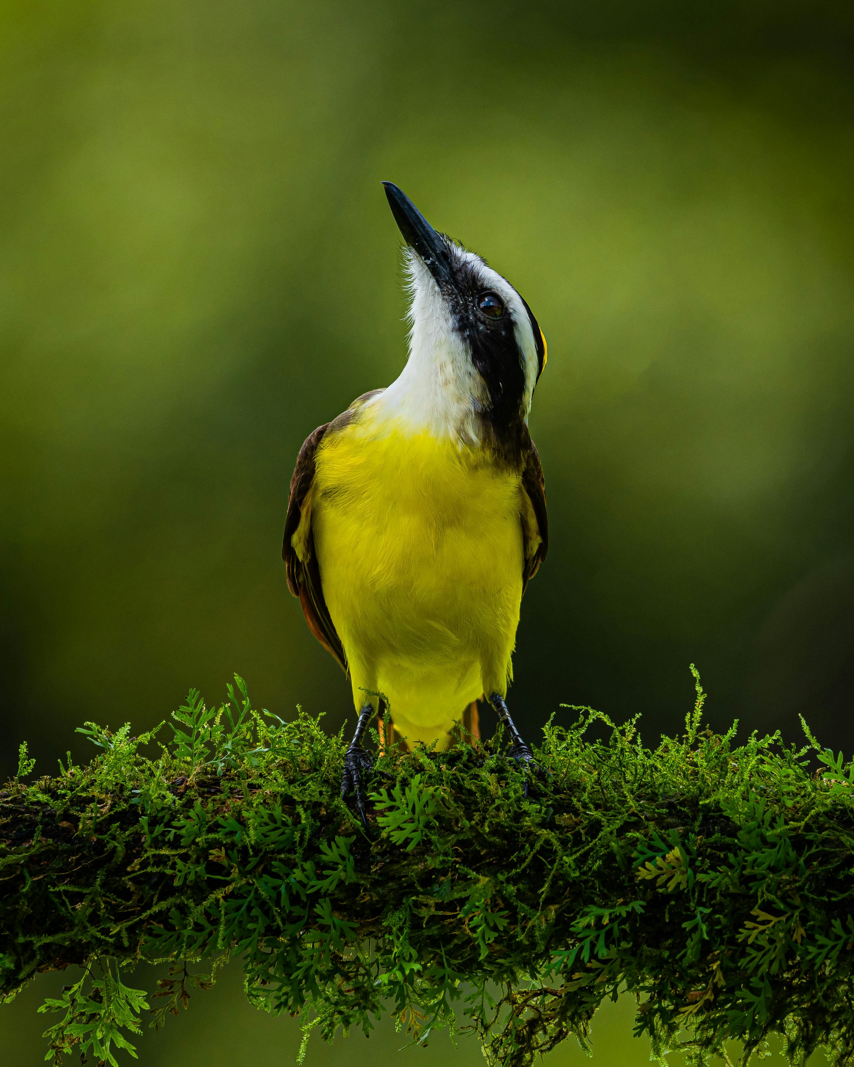 Lower Bird Photos, Download The BEST Free Lower Bird Stock Photos & HD ...