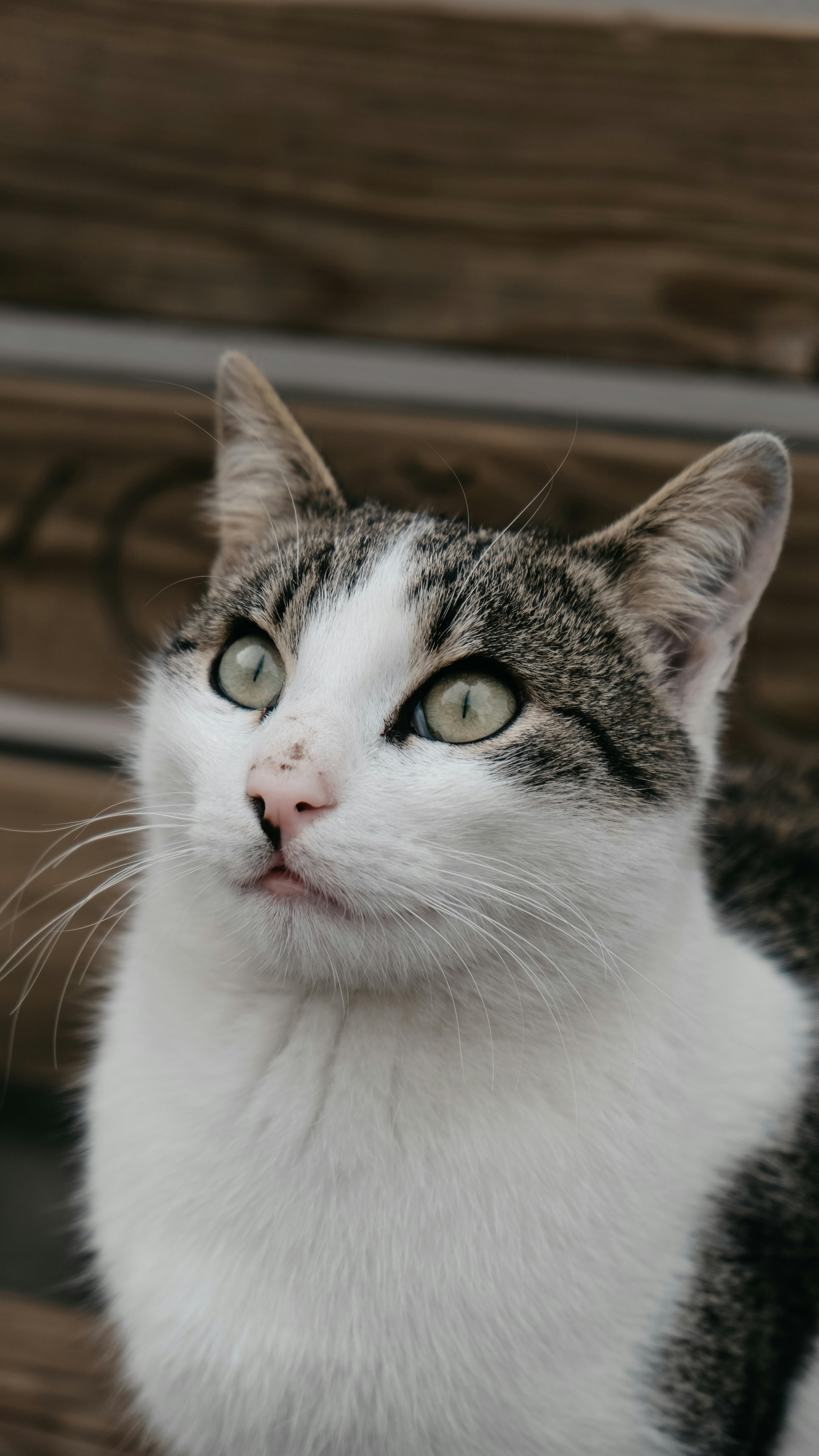 Peeking Little Cat · Free Stock Photo