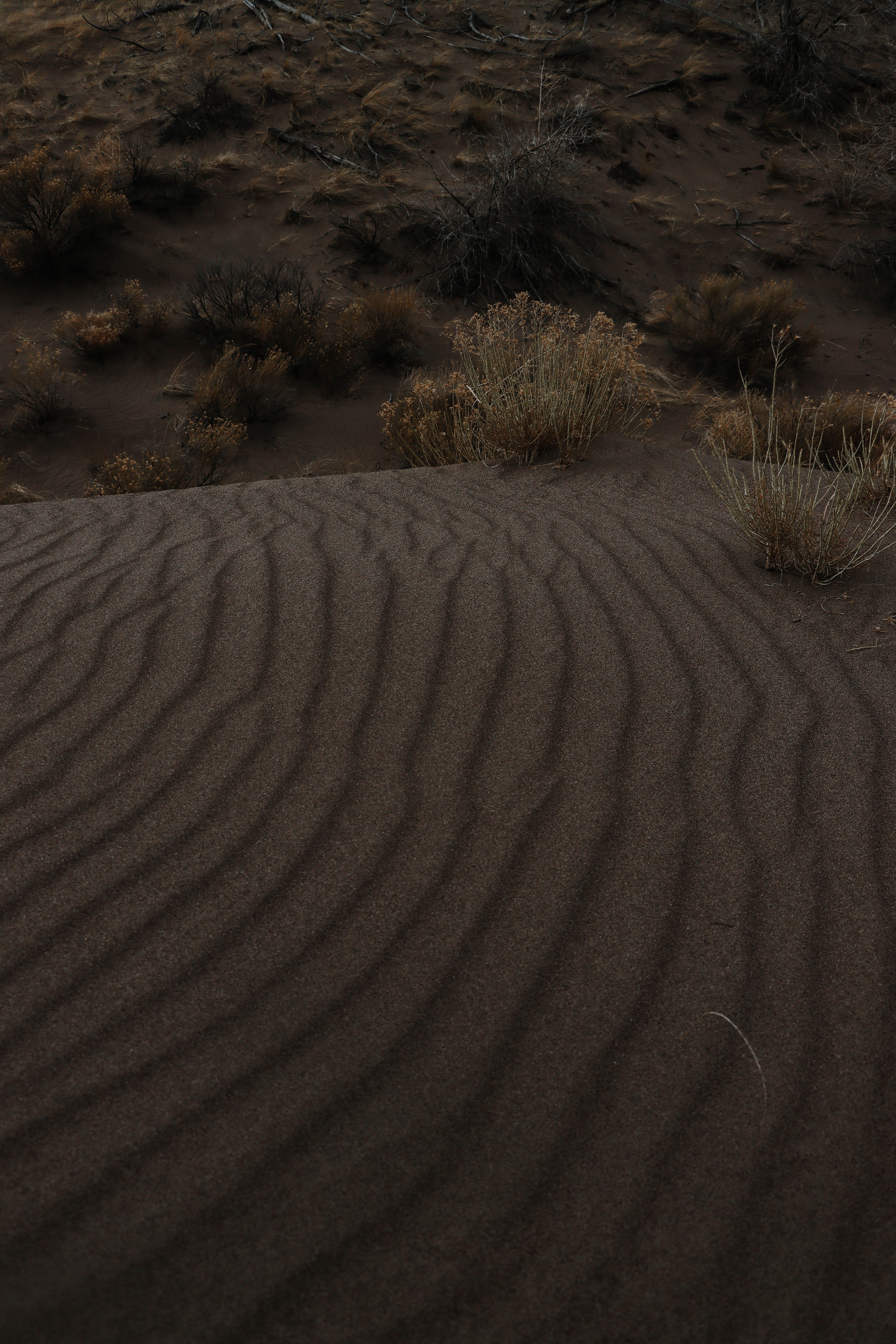 Sand Dune in Colorado, USA · Free Stock Photo