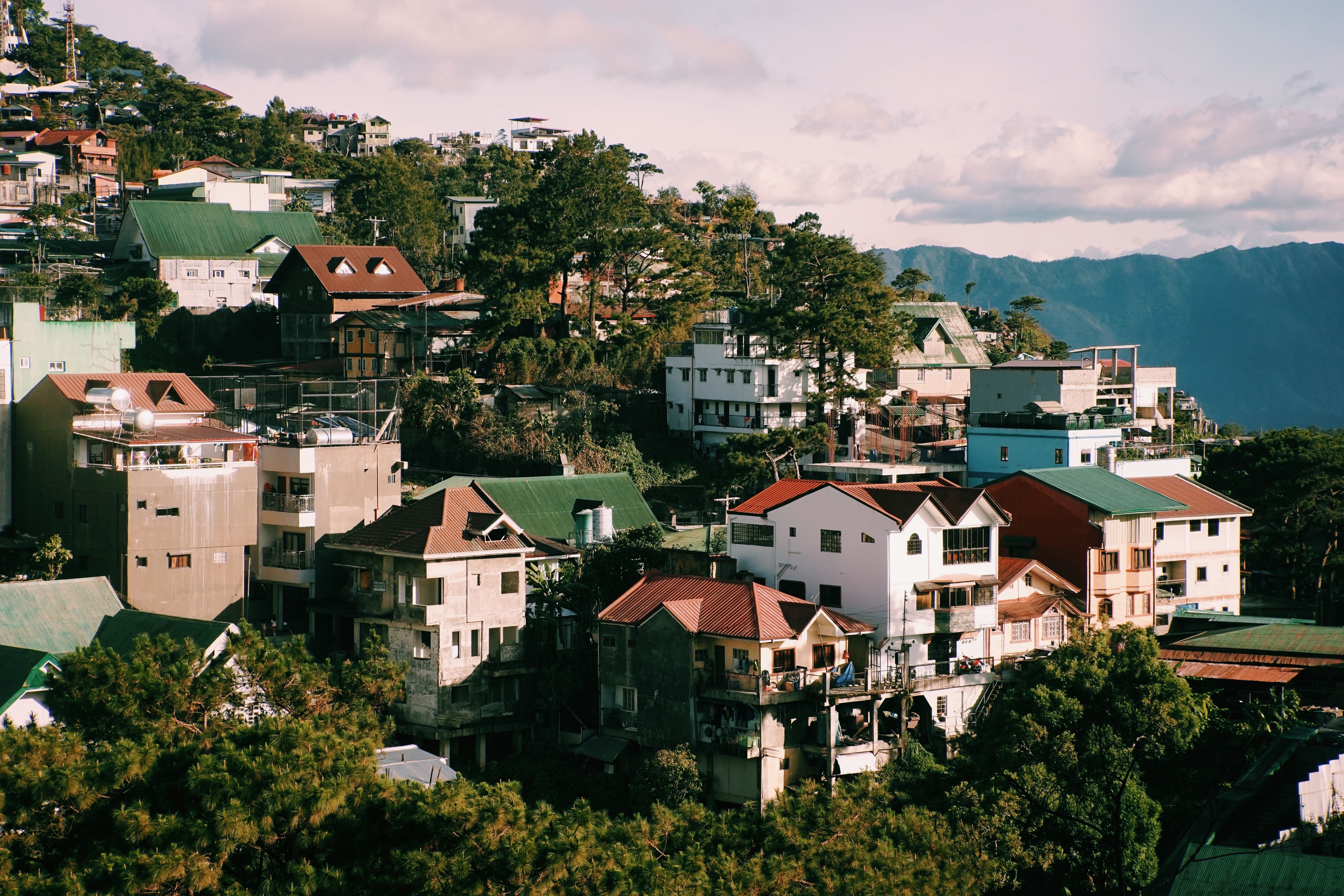 Trees in Town on Hill · Free Stock Photo