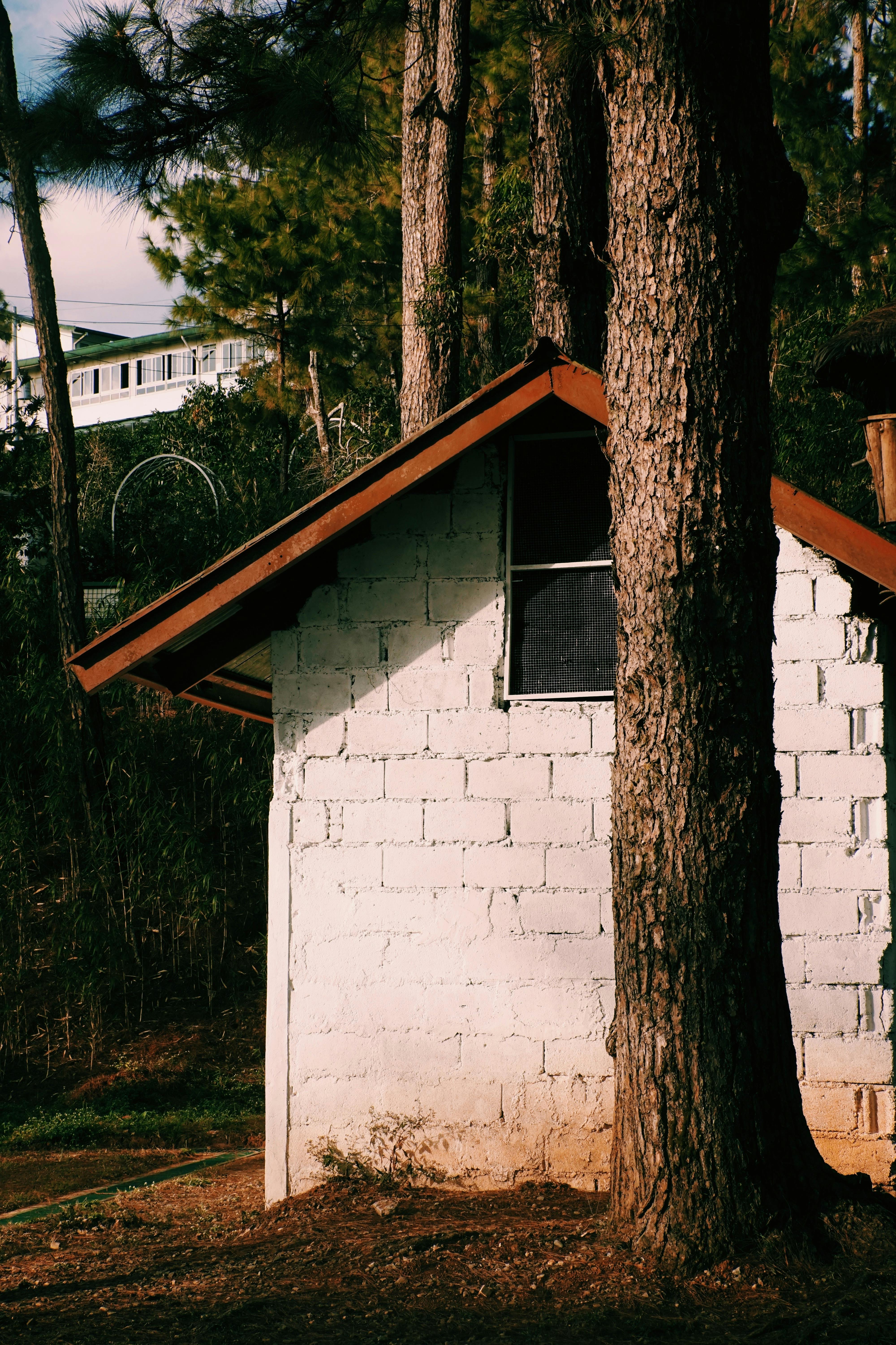 Trees around Shed · Free Stock Photo