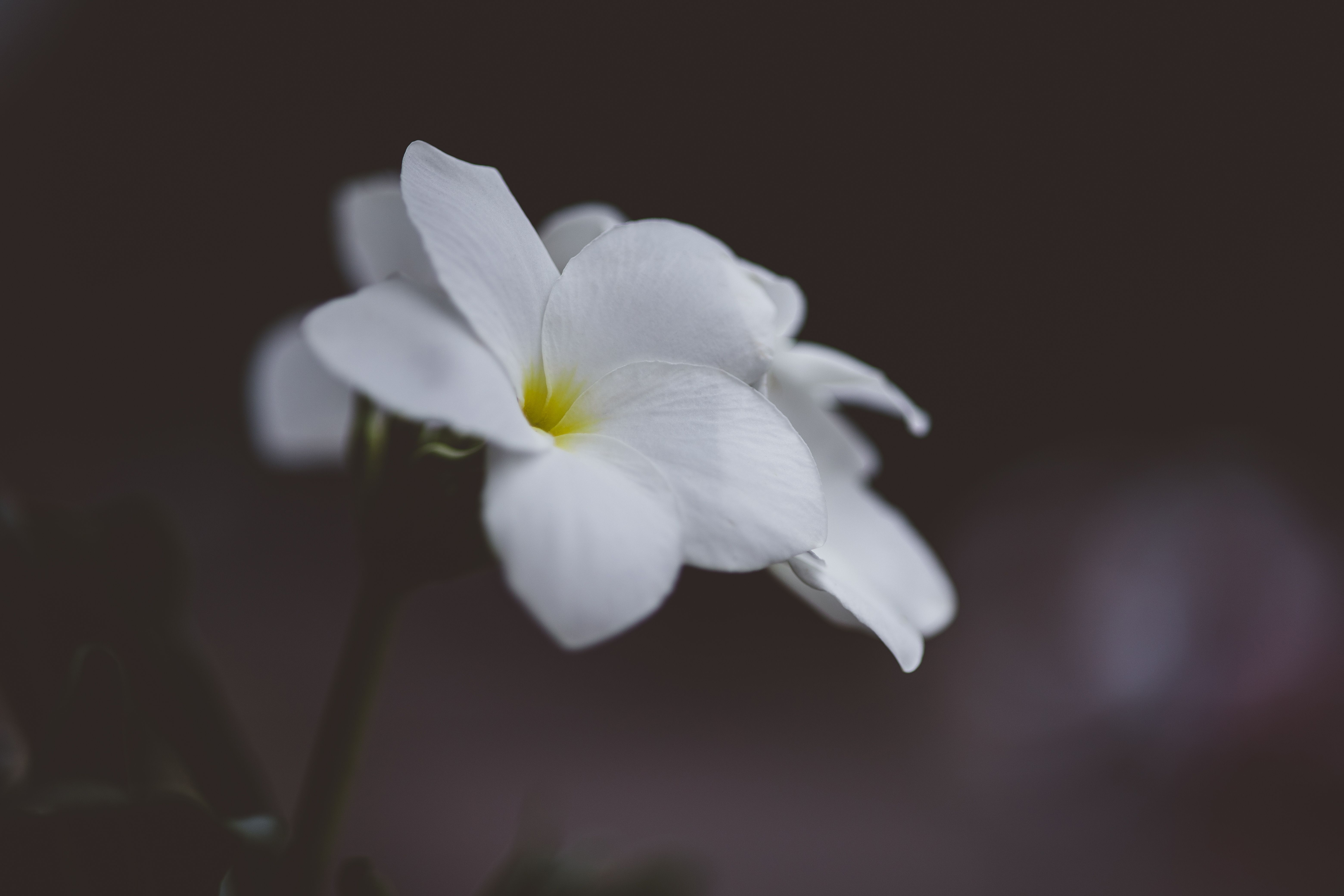 Flowers on Branch · Free Stock Photo