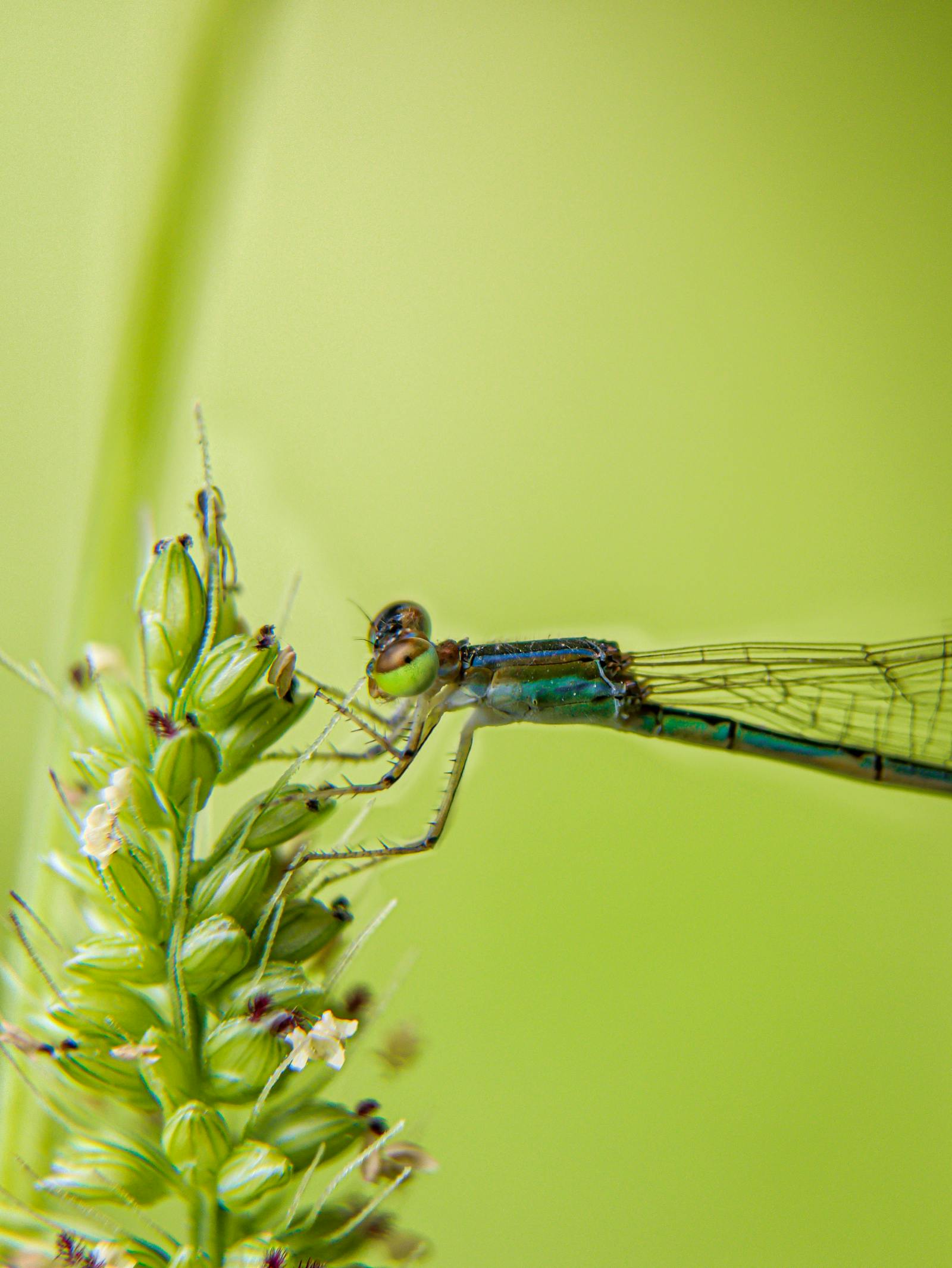 Dragonfly Images Photos, Download The BEST Free Dragonfly Images Stock ...