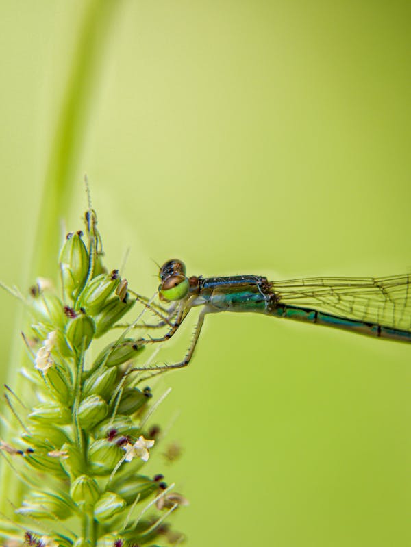 Dragonfly Images Photos, Download The BEST Free Dragonfly Images Stock ...