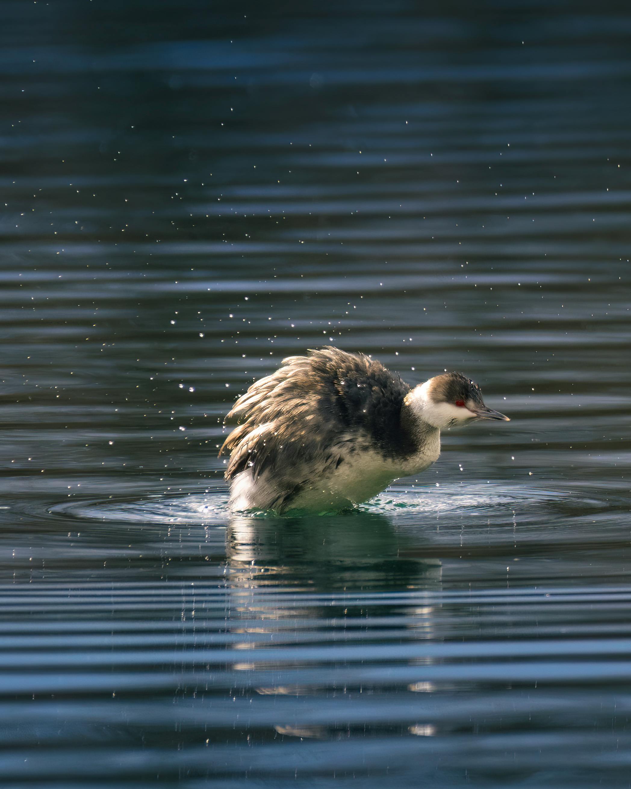 Bird in Water · Free Stock Photo