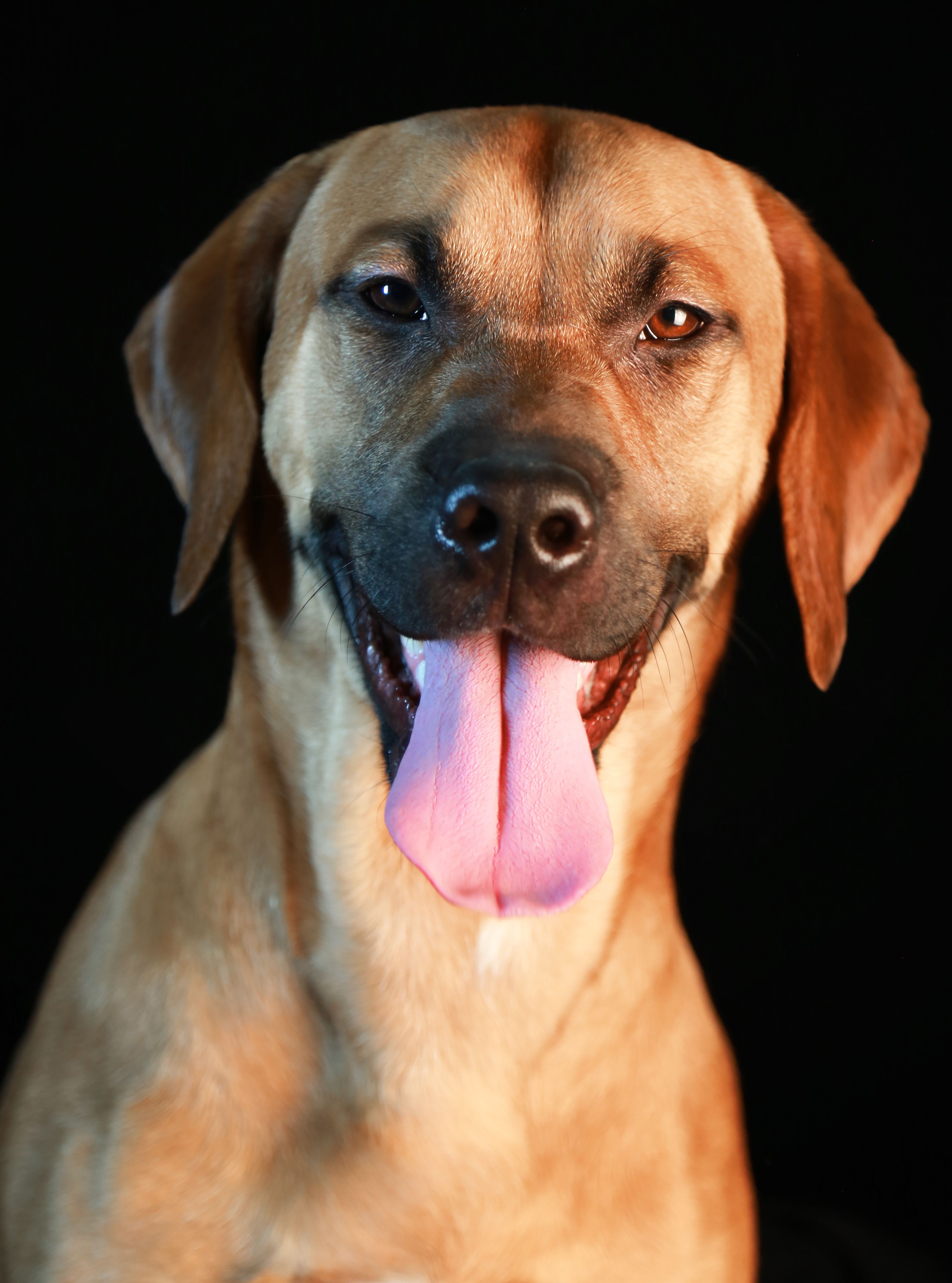 Foto profissional gratuita de animal, animal de estimação, cachorro ...