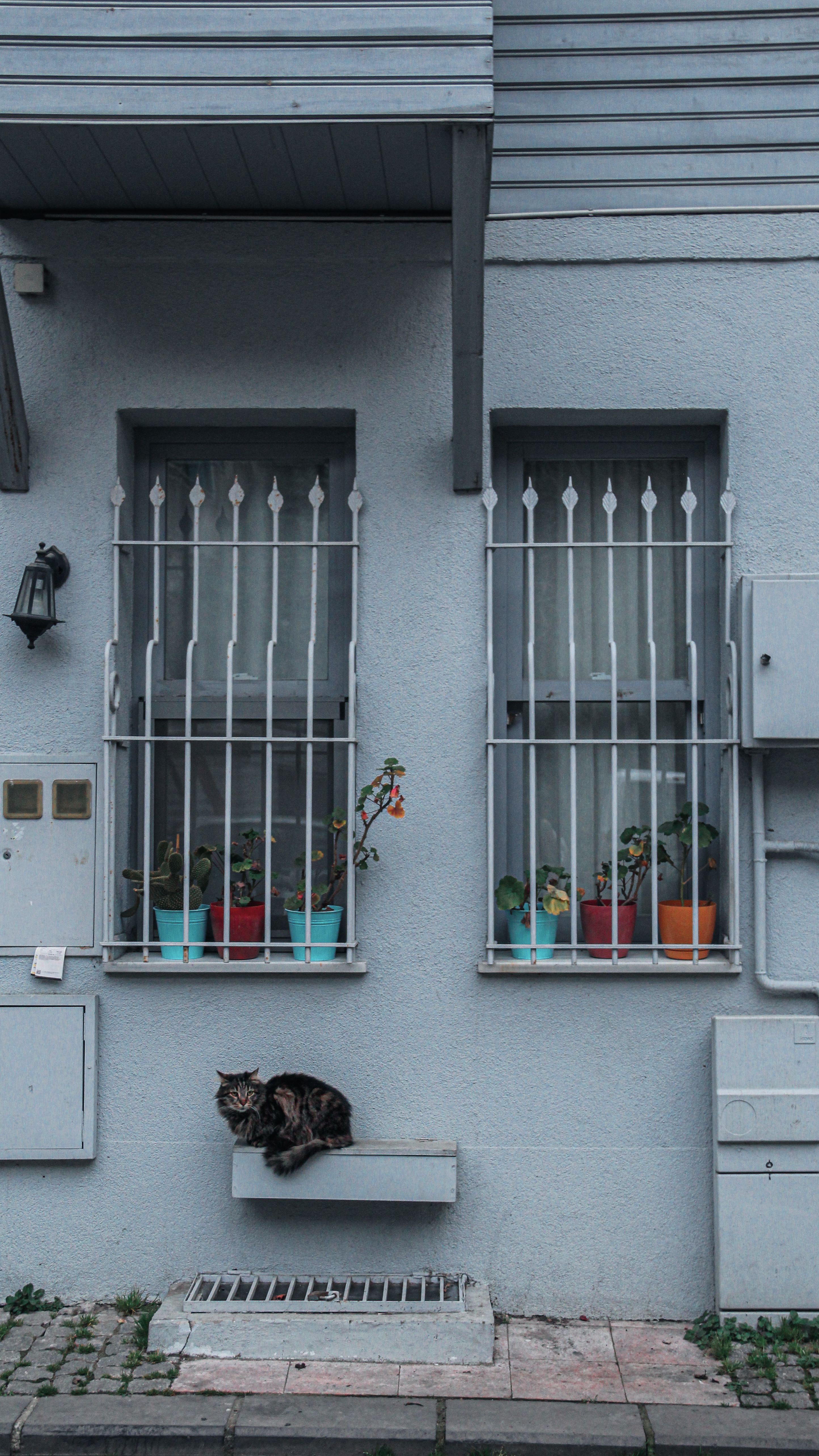 Animal Behind Bars Photos, Download The BEST Free Animal Behind Bars ...