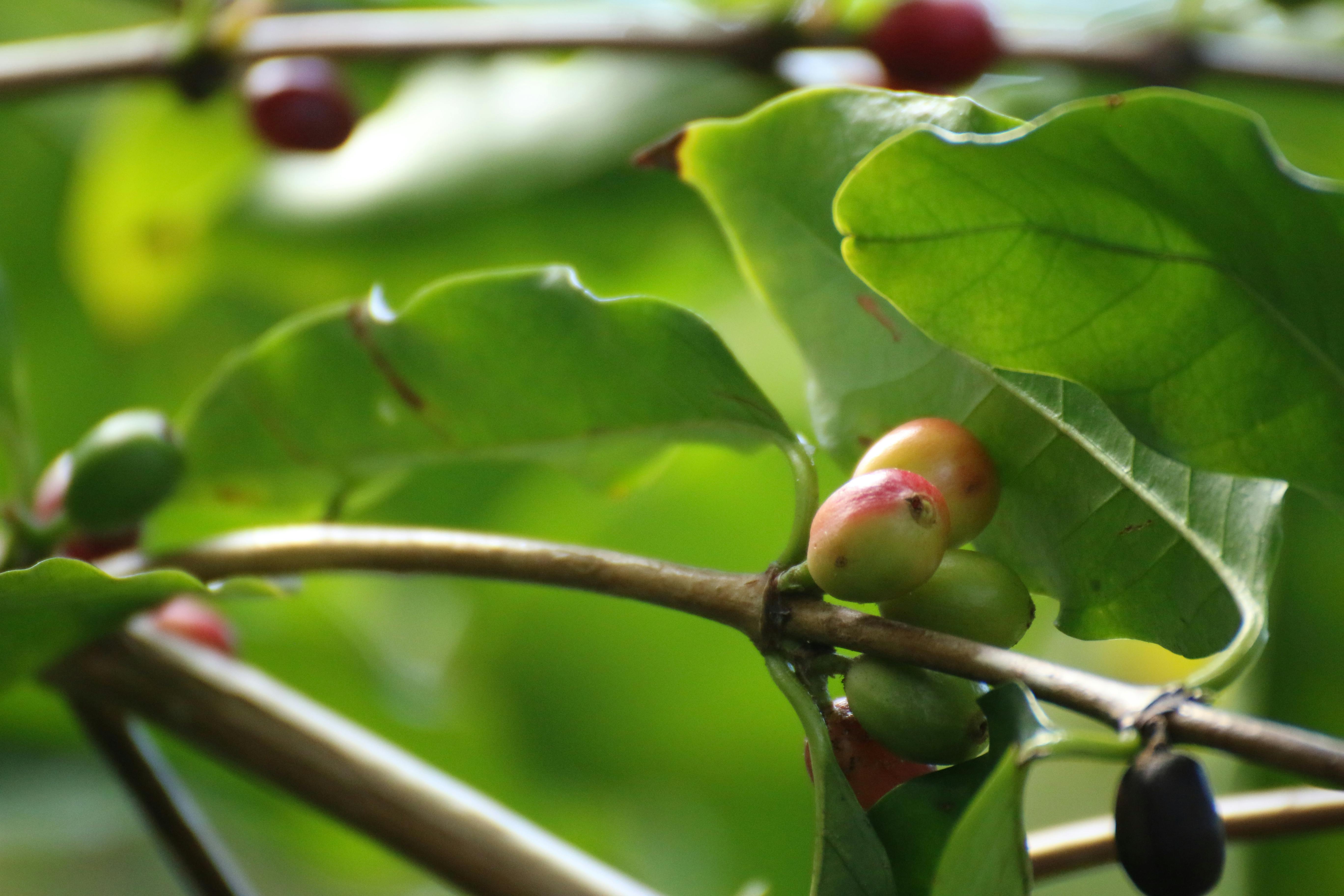 Free stock photo of branches, closeup, coffee