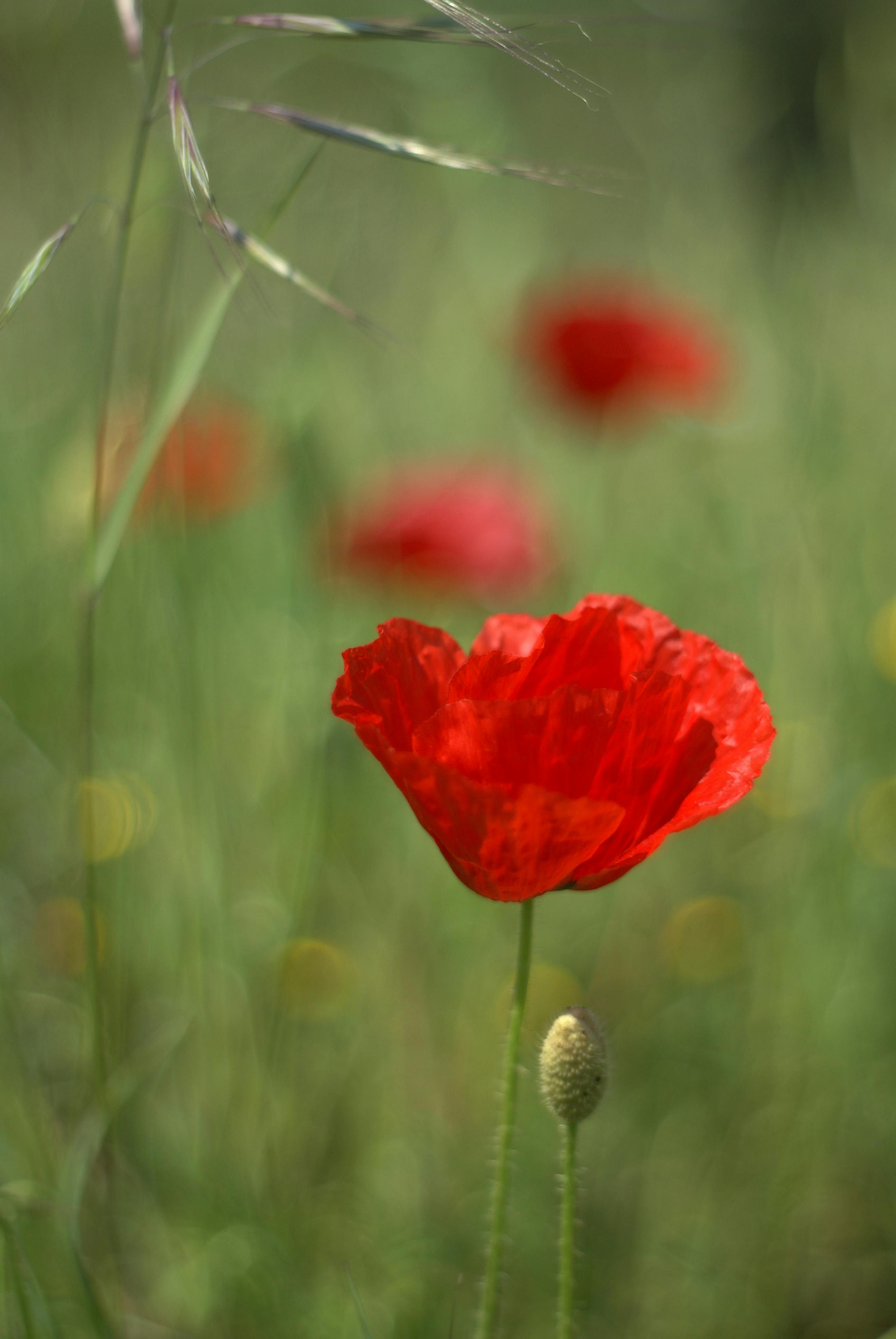 Violet Poppy Flowers · Free Stock Photo