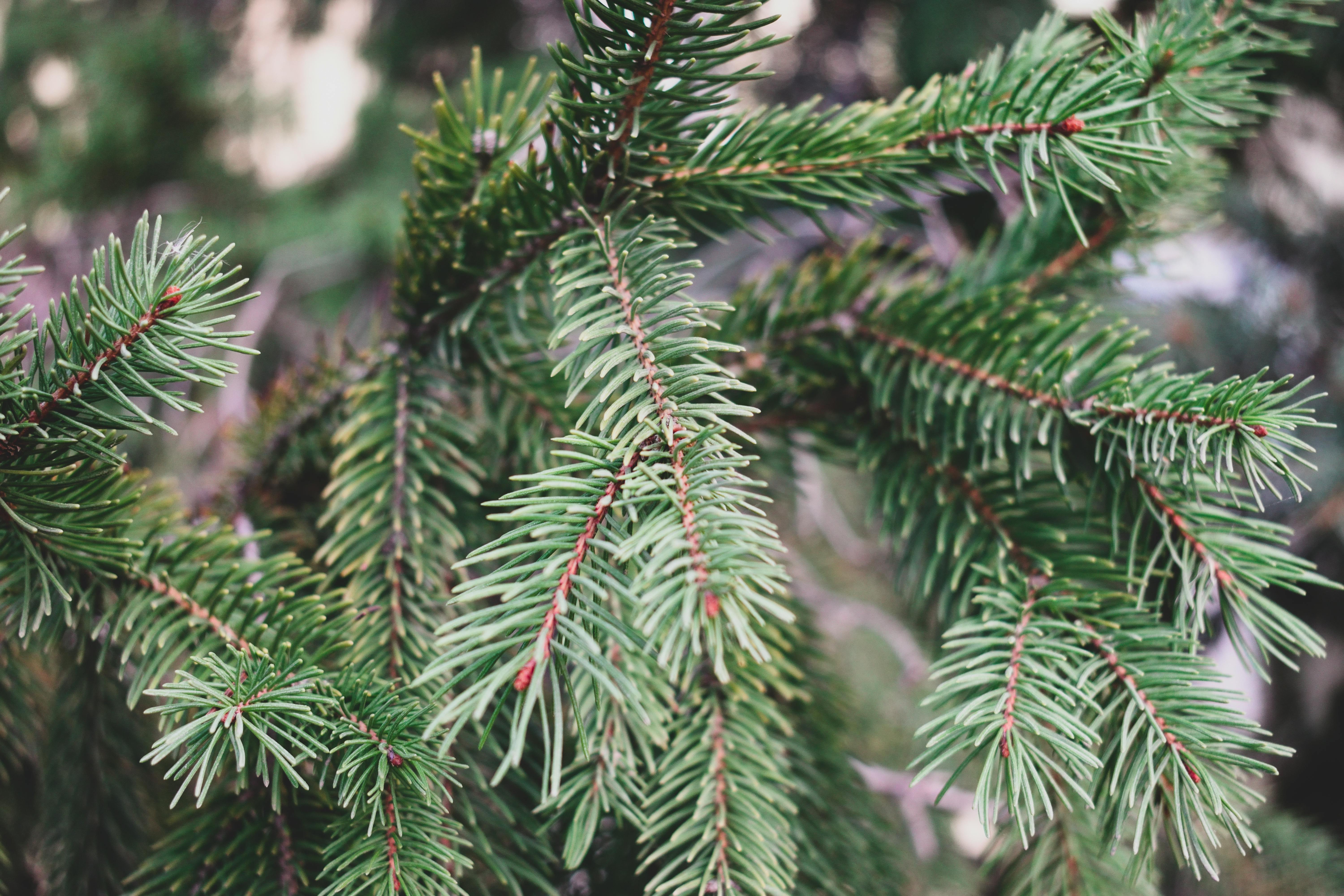 Free stock photo of green, spruce, tree