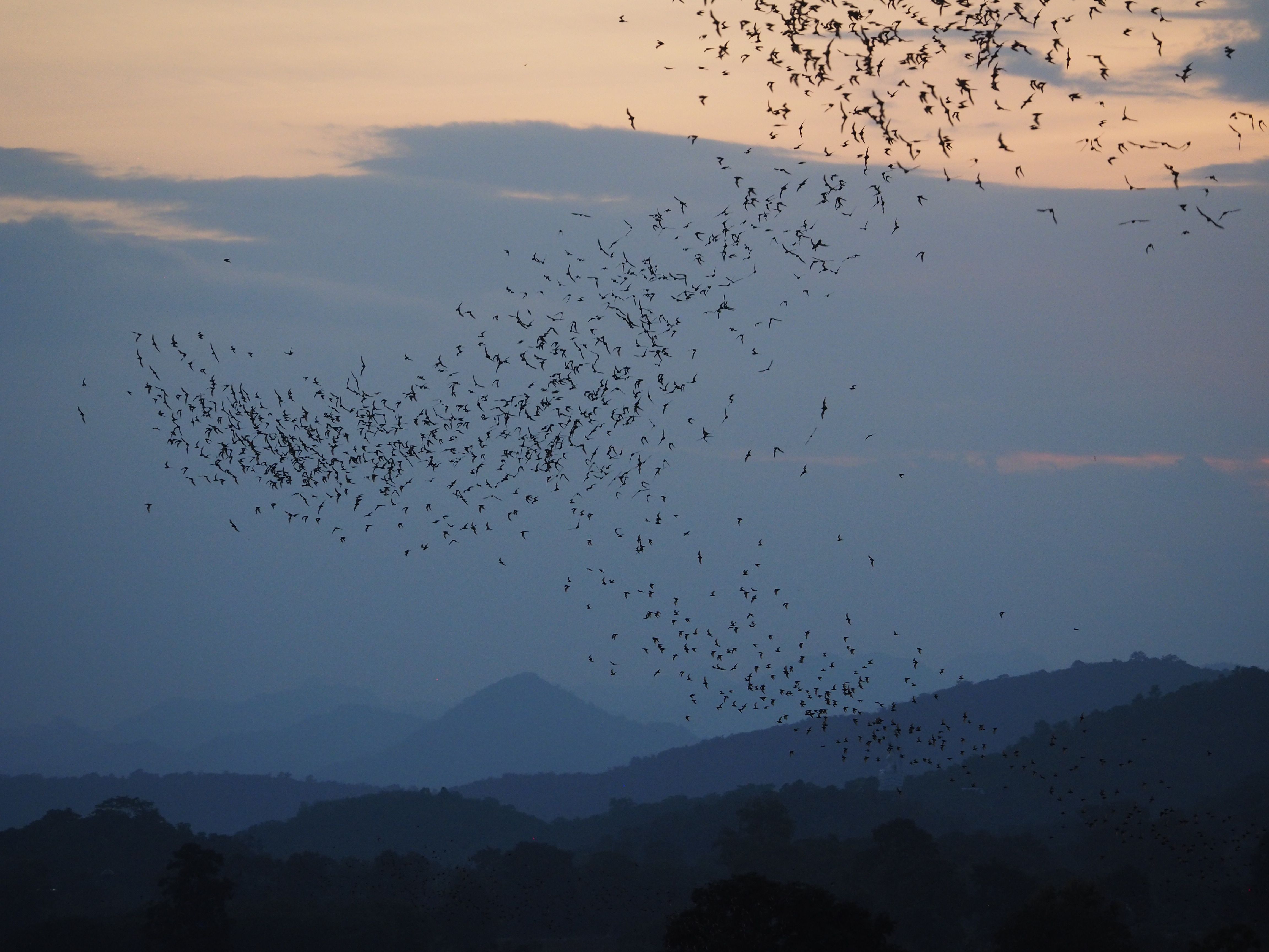 Flock of Birds Flying over the Mountains at Dusk · Free Stock Photo