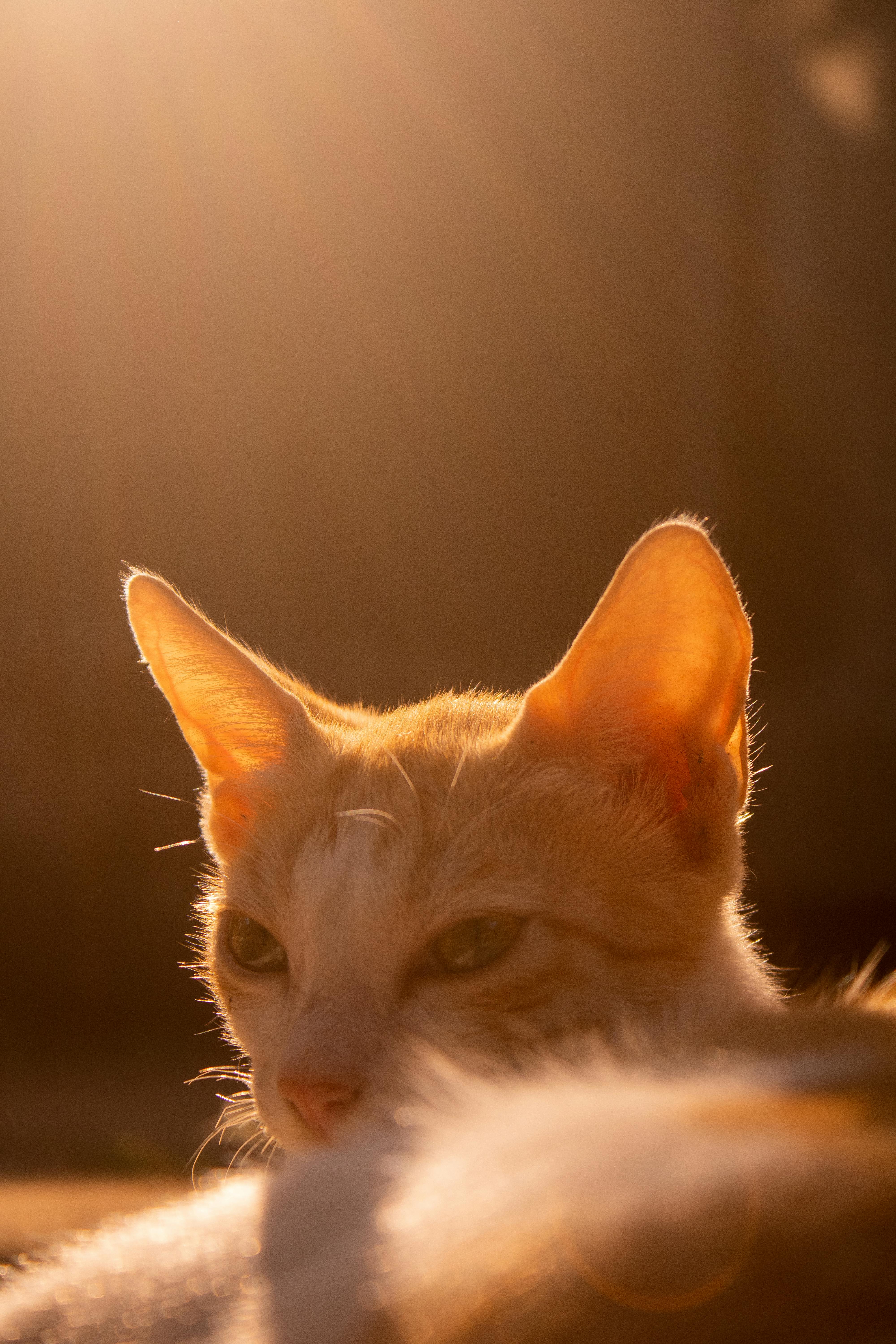 Close up of Cat at Sunset · Free Stock Photo
