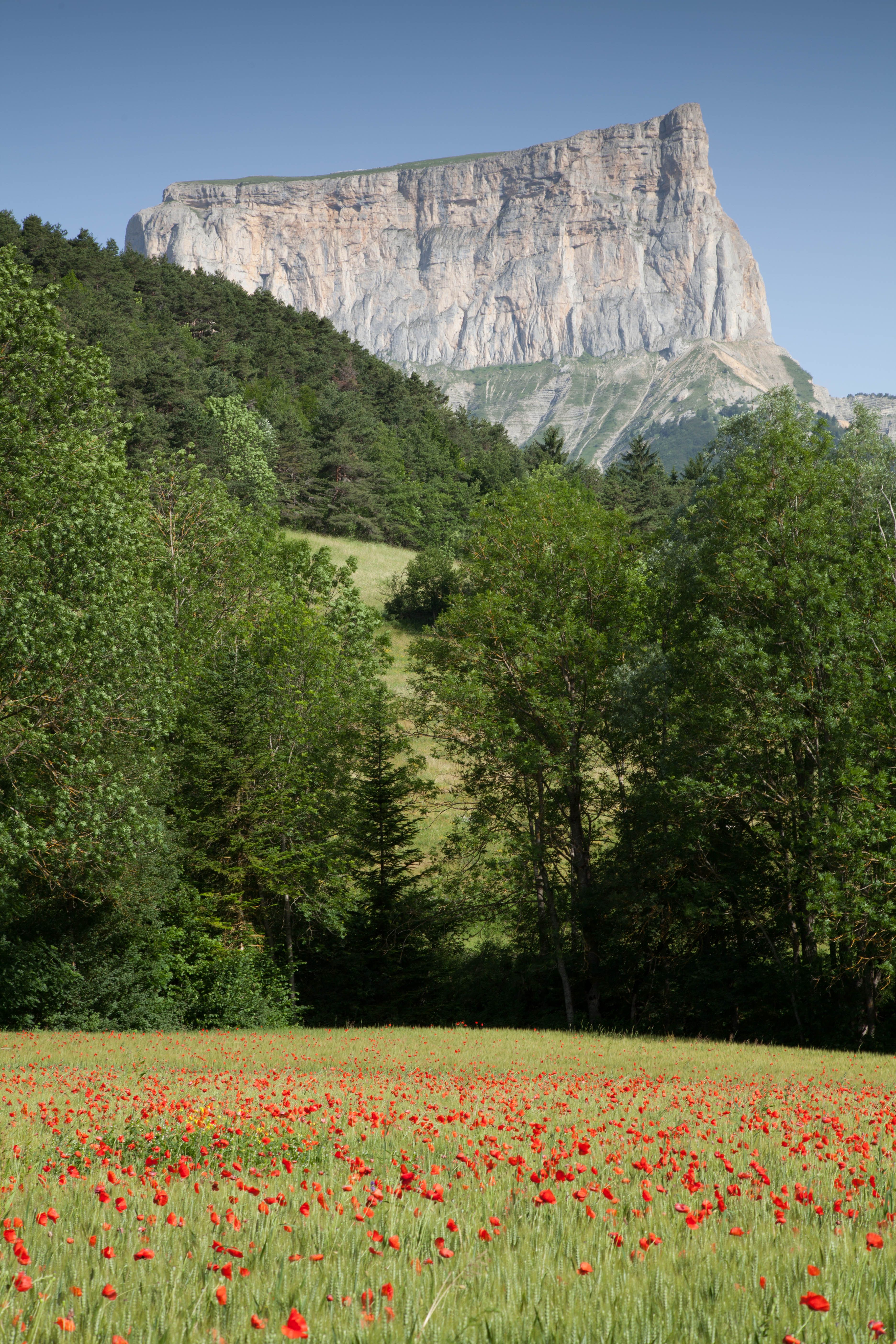 Rock Formation over Trees and Field of Poppies · Free Stock Photo