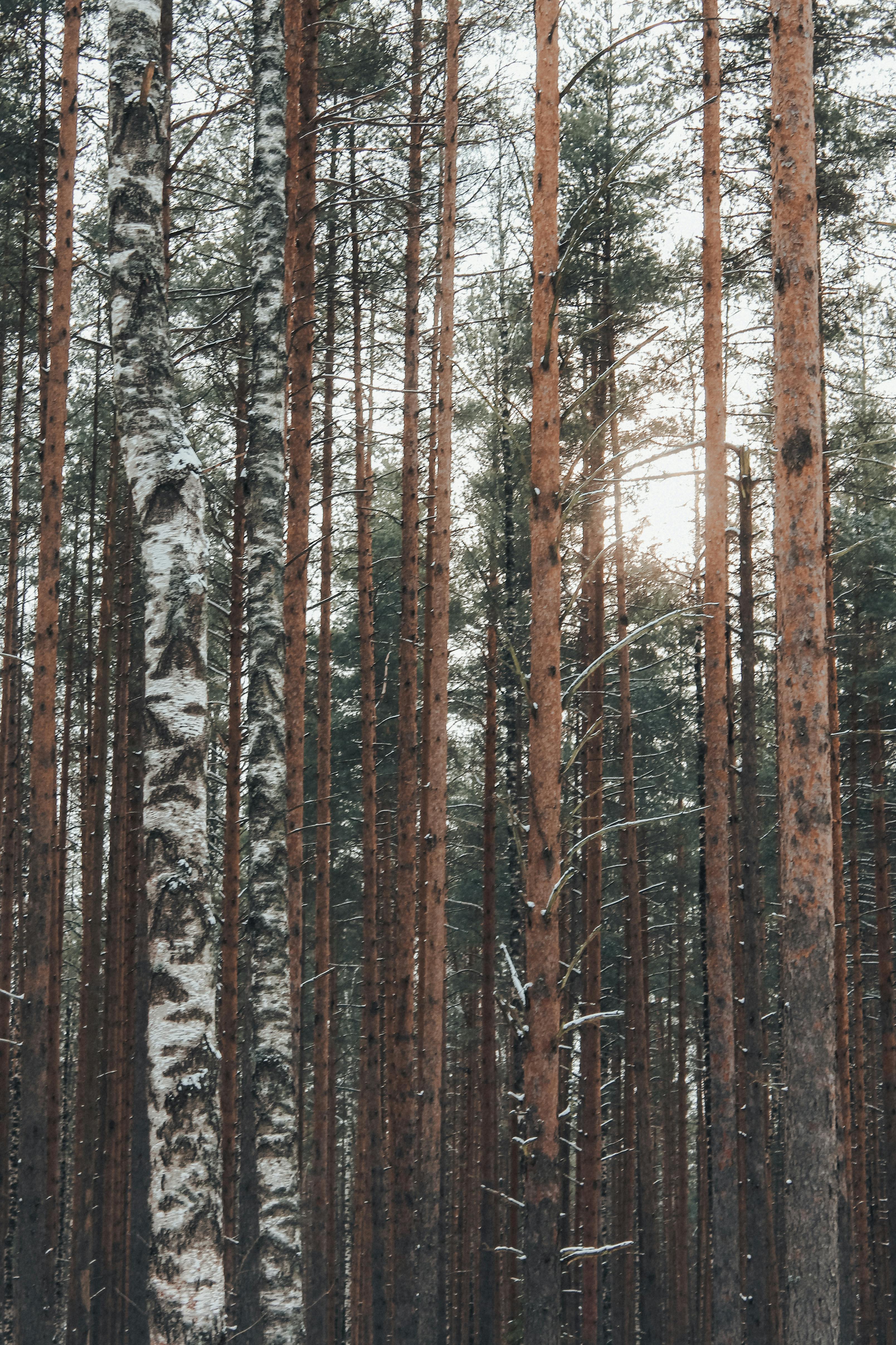 Dense Slim Forest Trees · Free Stock Photo