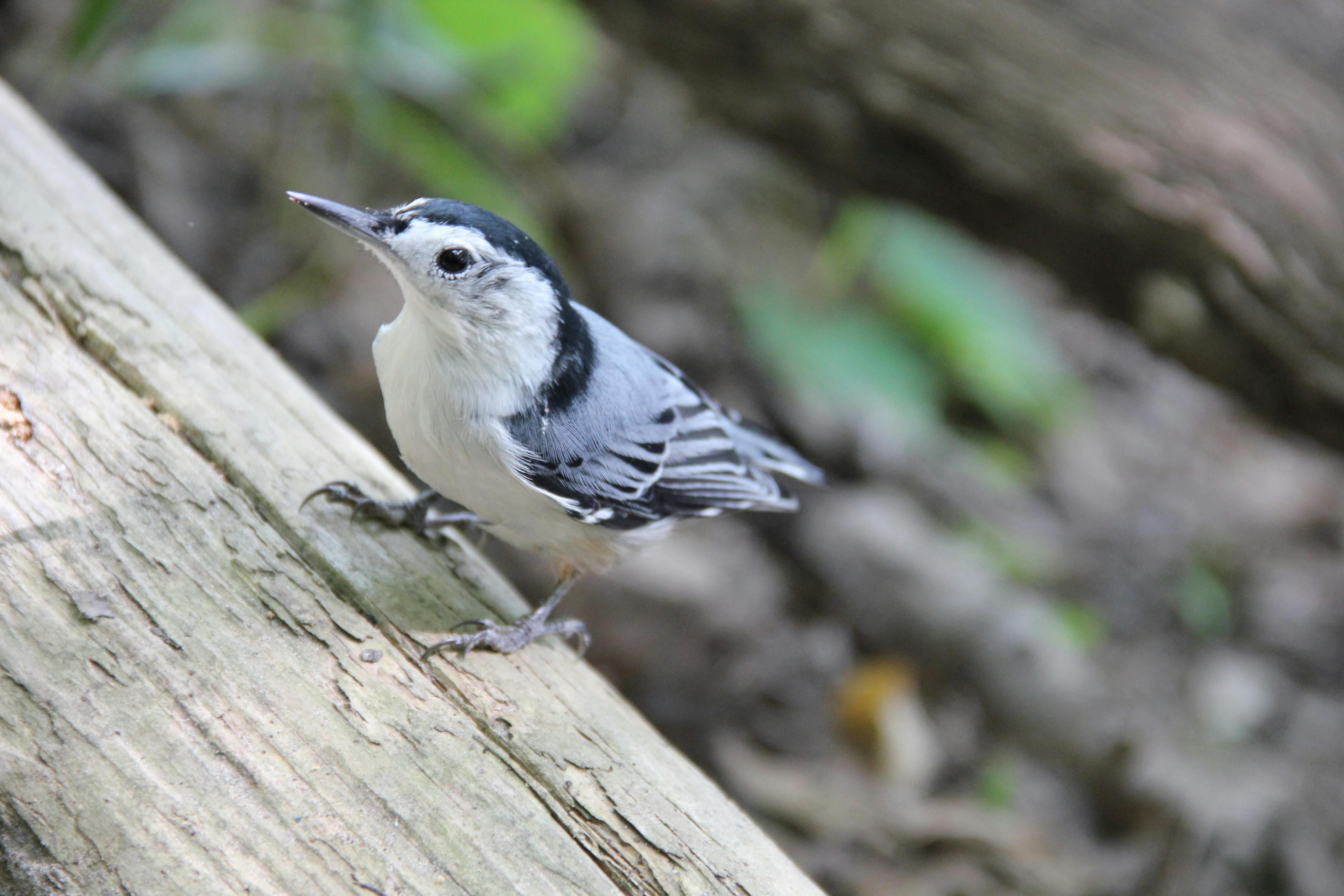 Free stock photo of chickadee