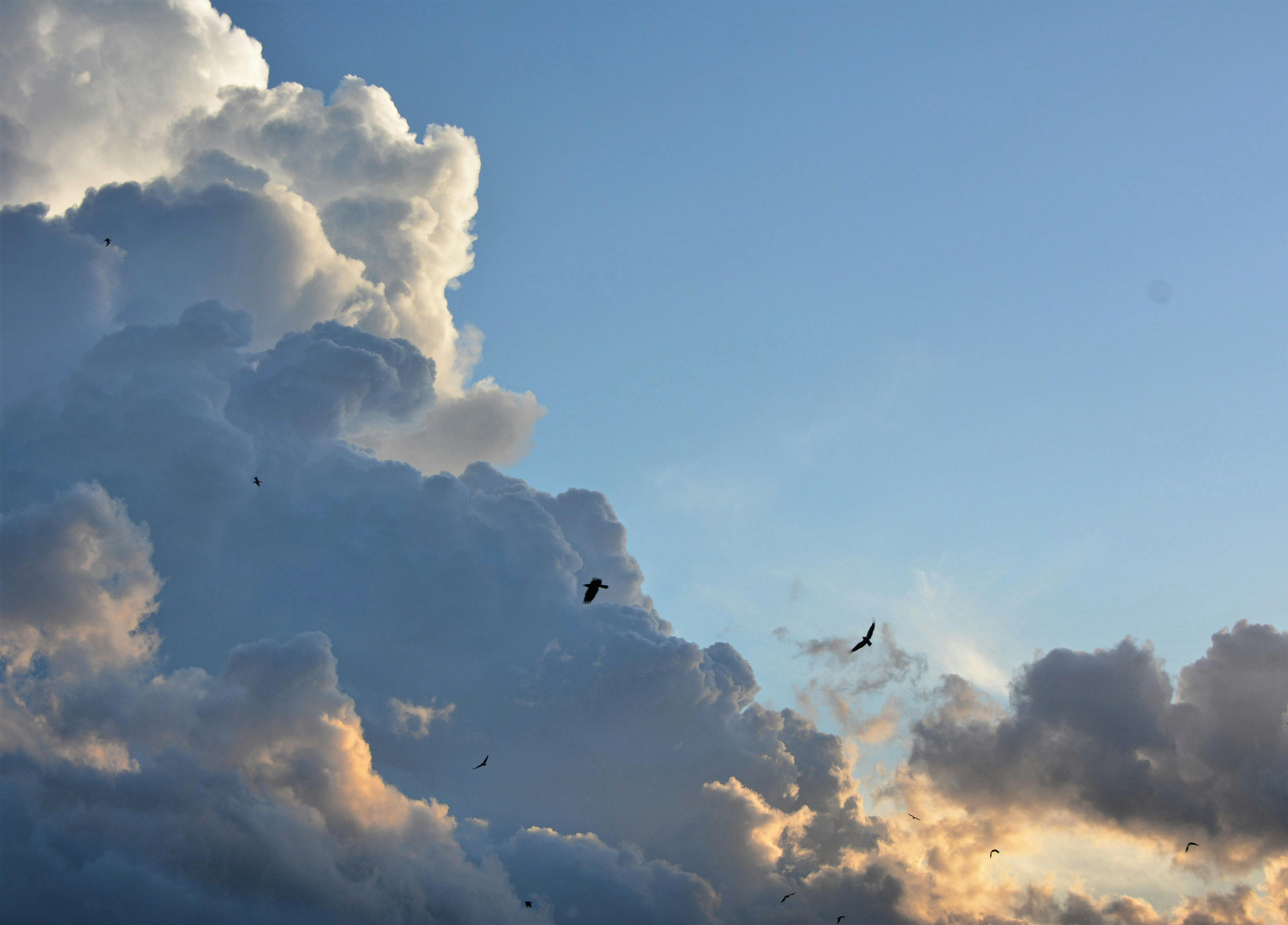 Birds Flying Under a Sky · Free Stock Photo