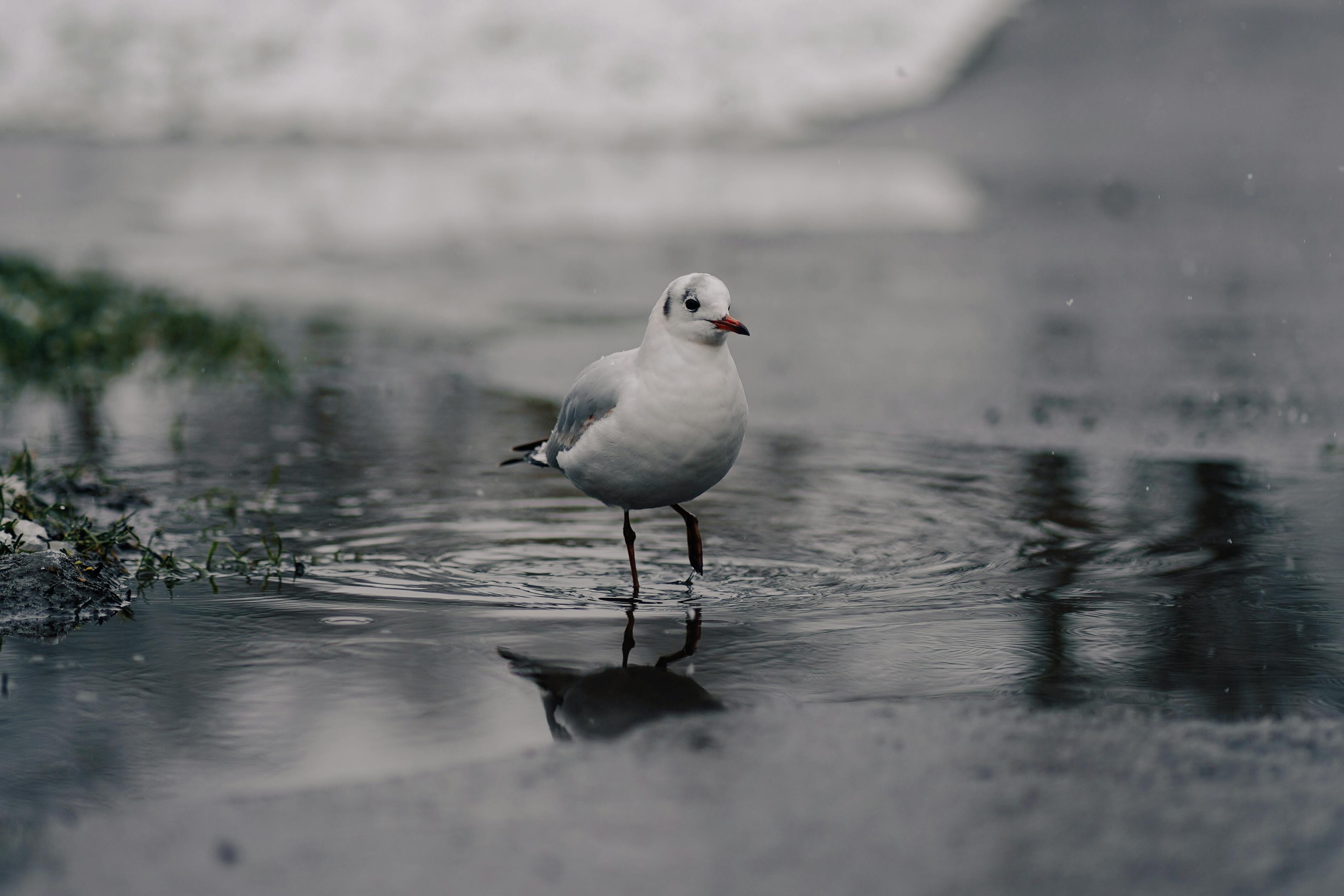 Bird on Puddle · Free Stock Photo