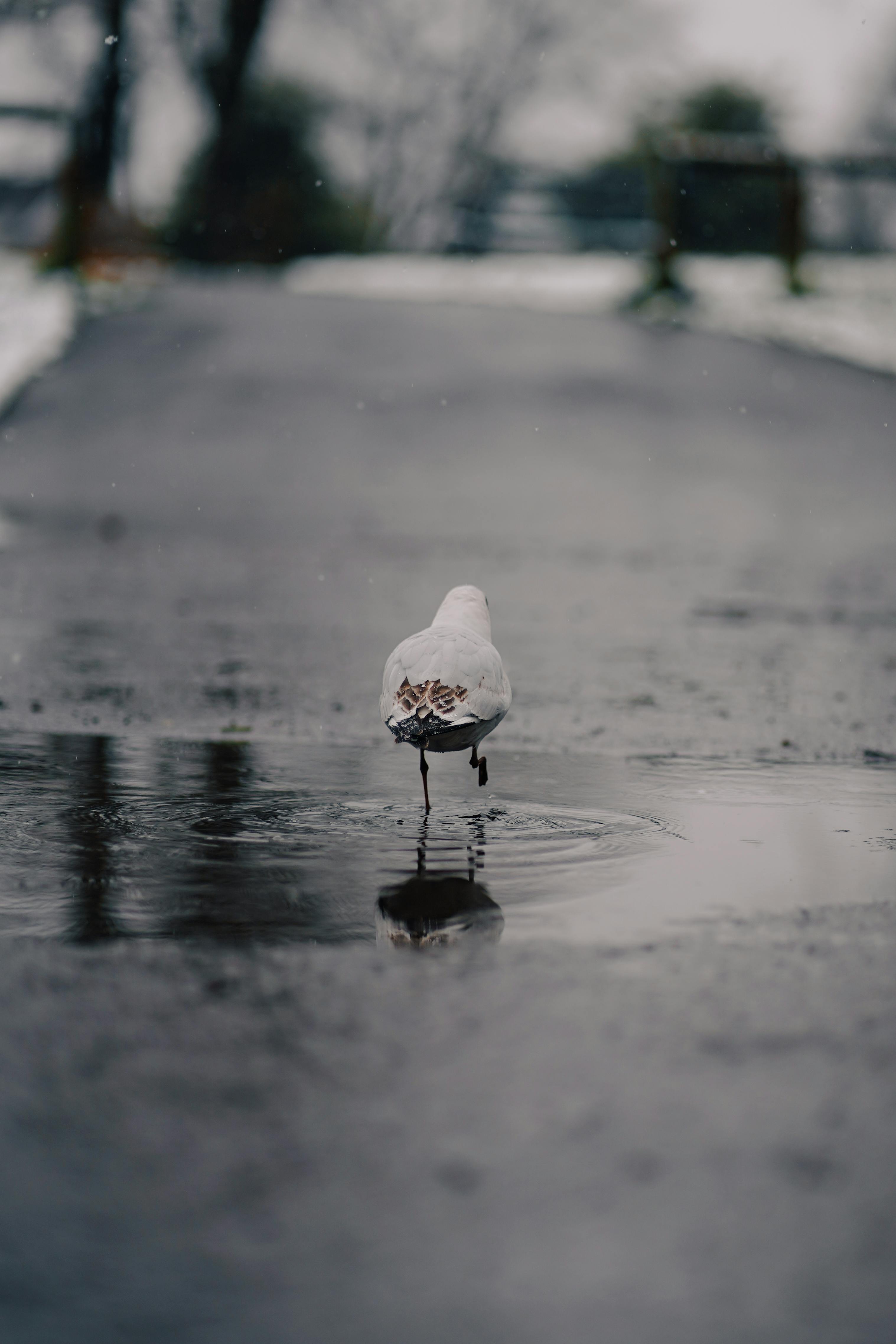 Back View of Bird on Puddle · Free Stock Photo