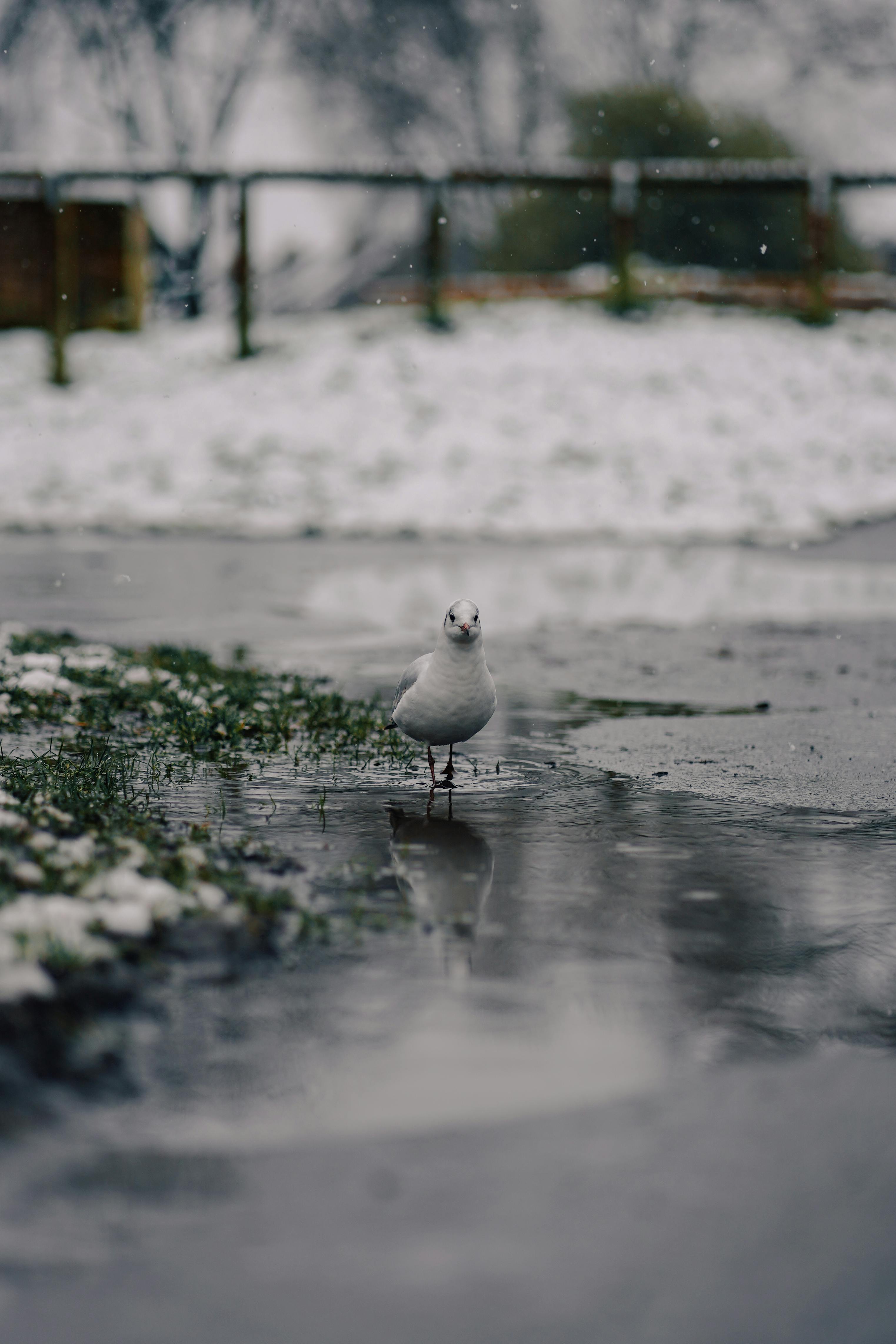 Bird in Puddle in Winter · Free Stock Photo