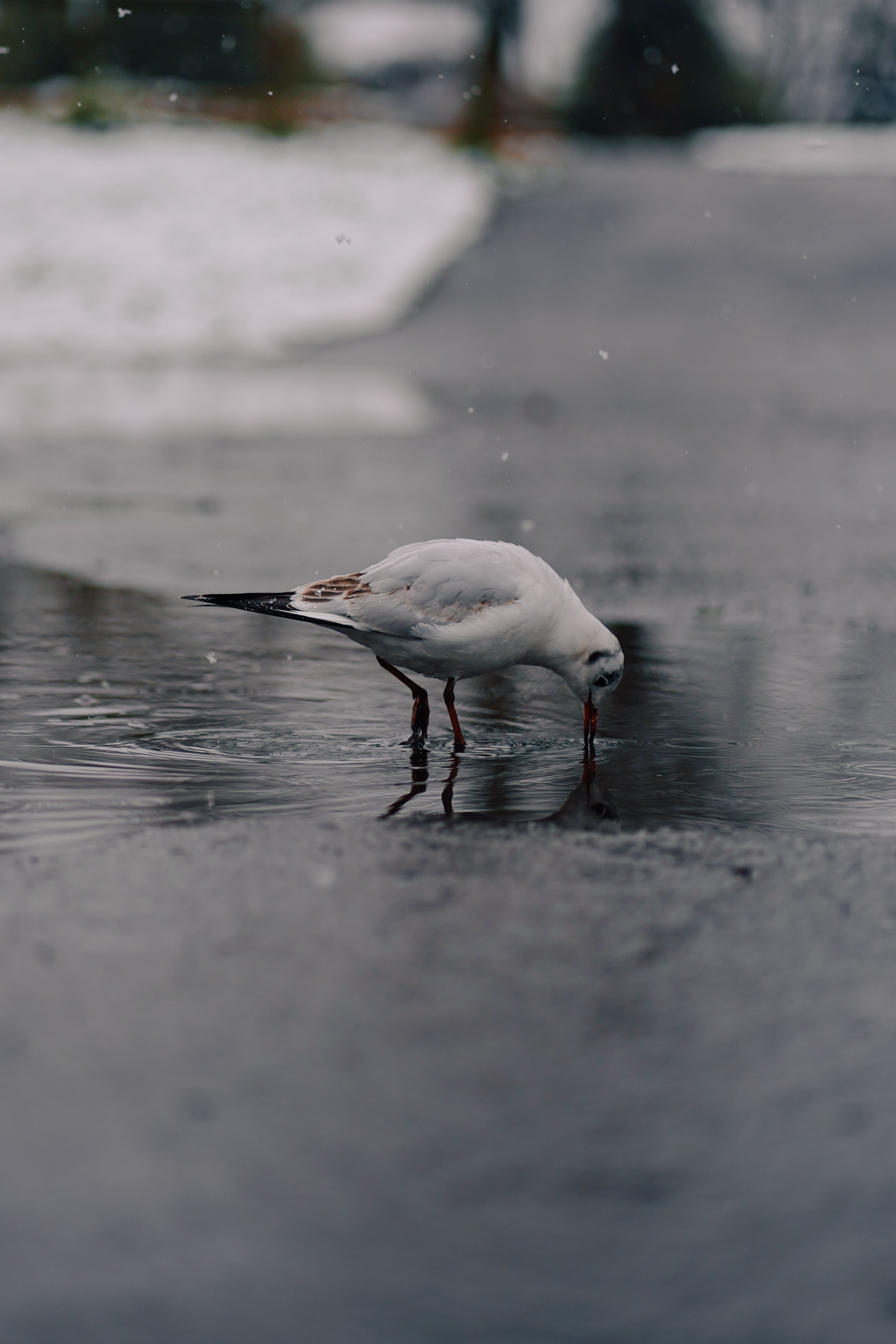 Bird Drinking Water on Courtyard of Building · Free Stock Photo