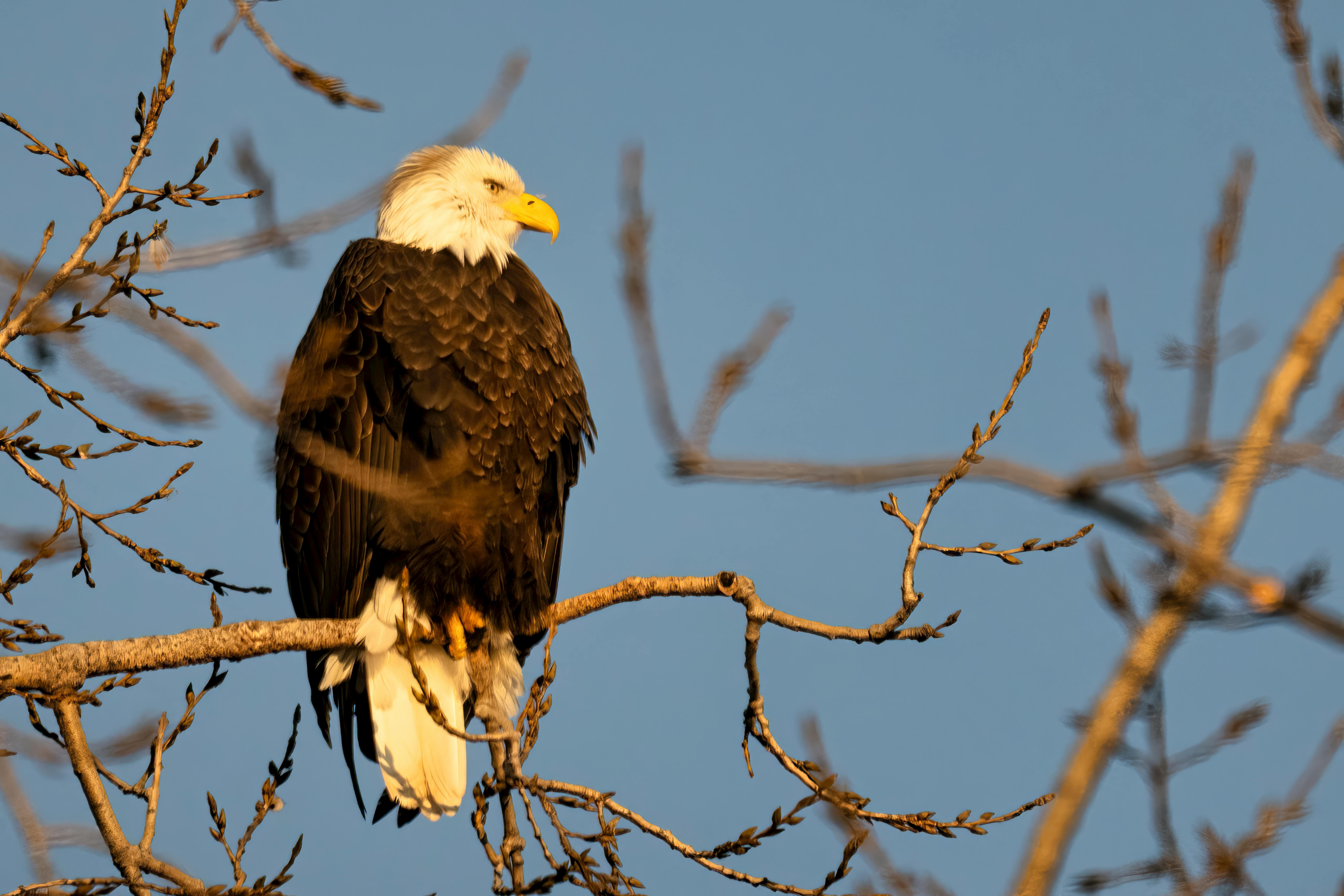 Eagle Sitting on Tree Branch · Free Stock Photo