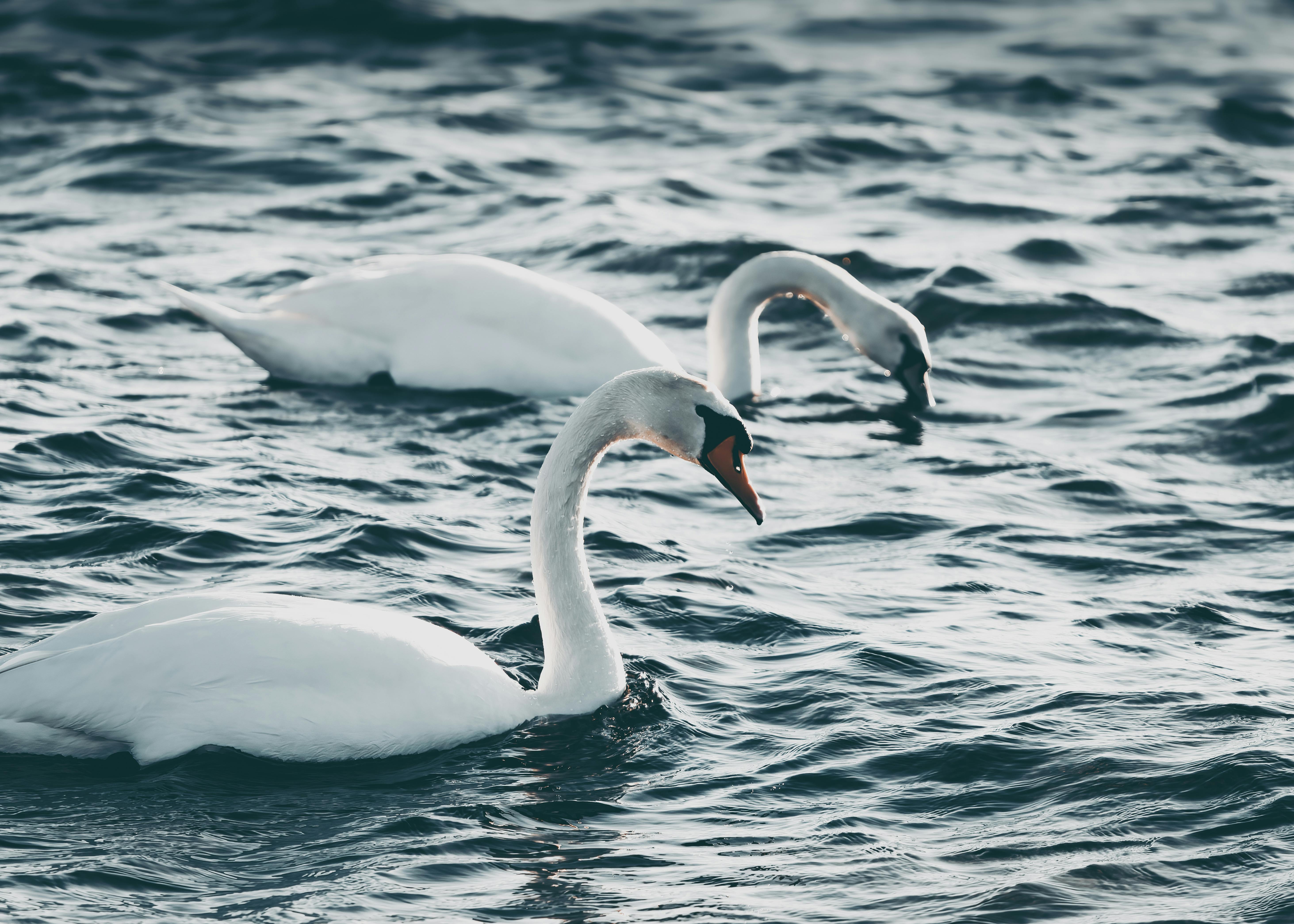 Pair of White Swam on Water · Free Stock Photo
