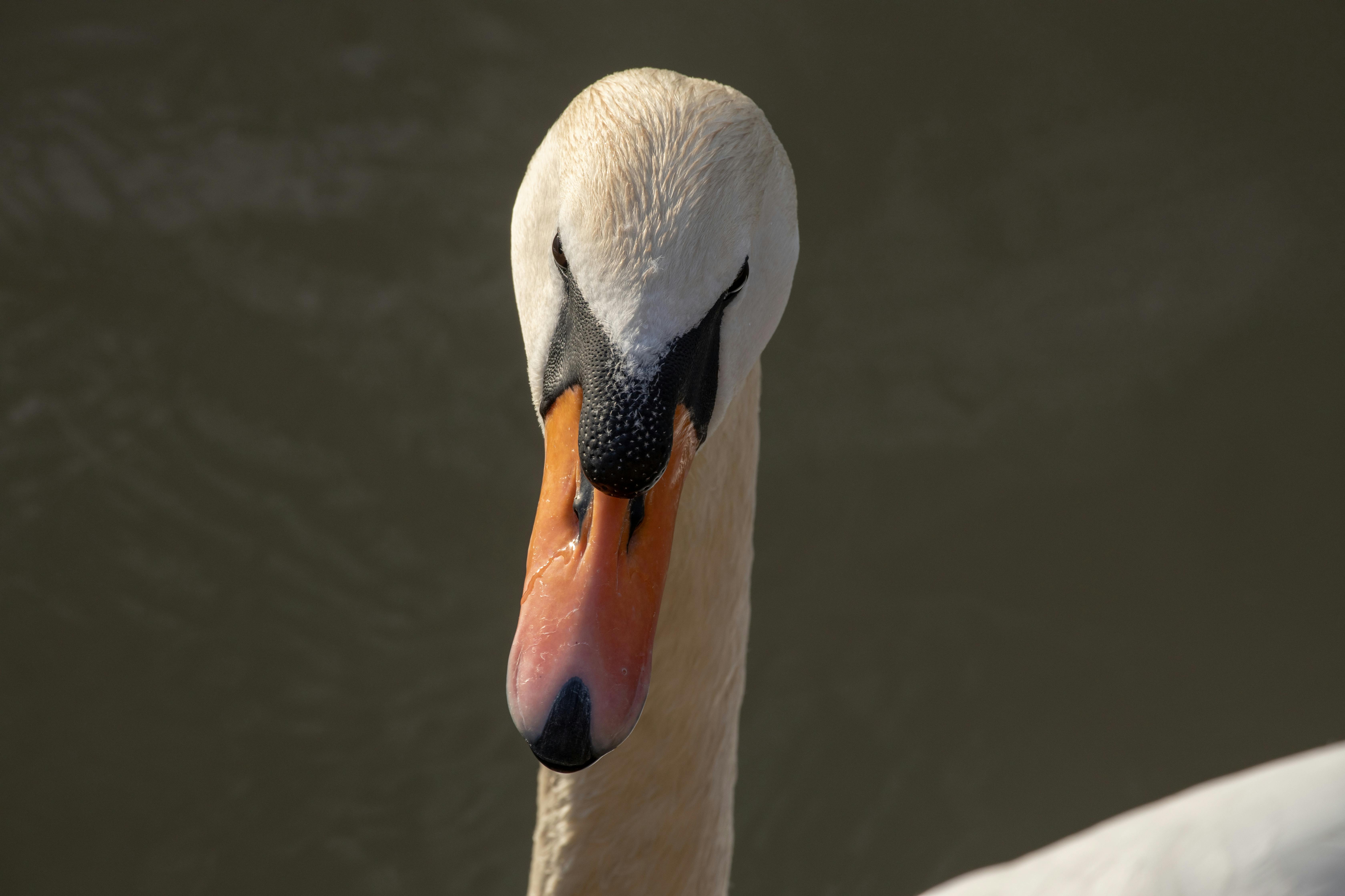 Close-Up Shot of a Southern Screamer · Free Stock Photo