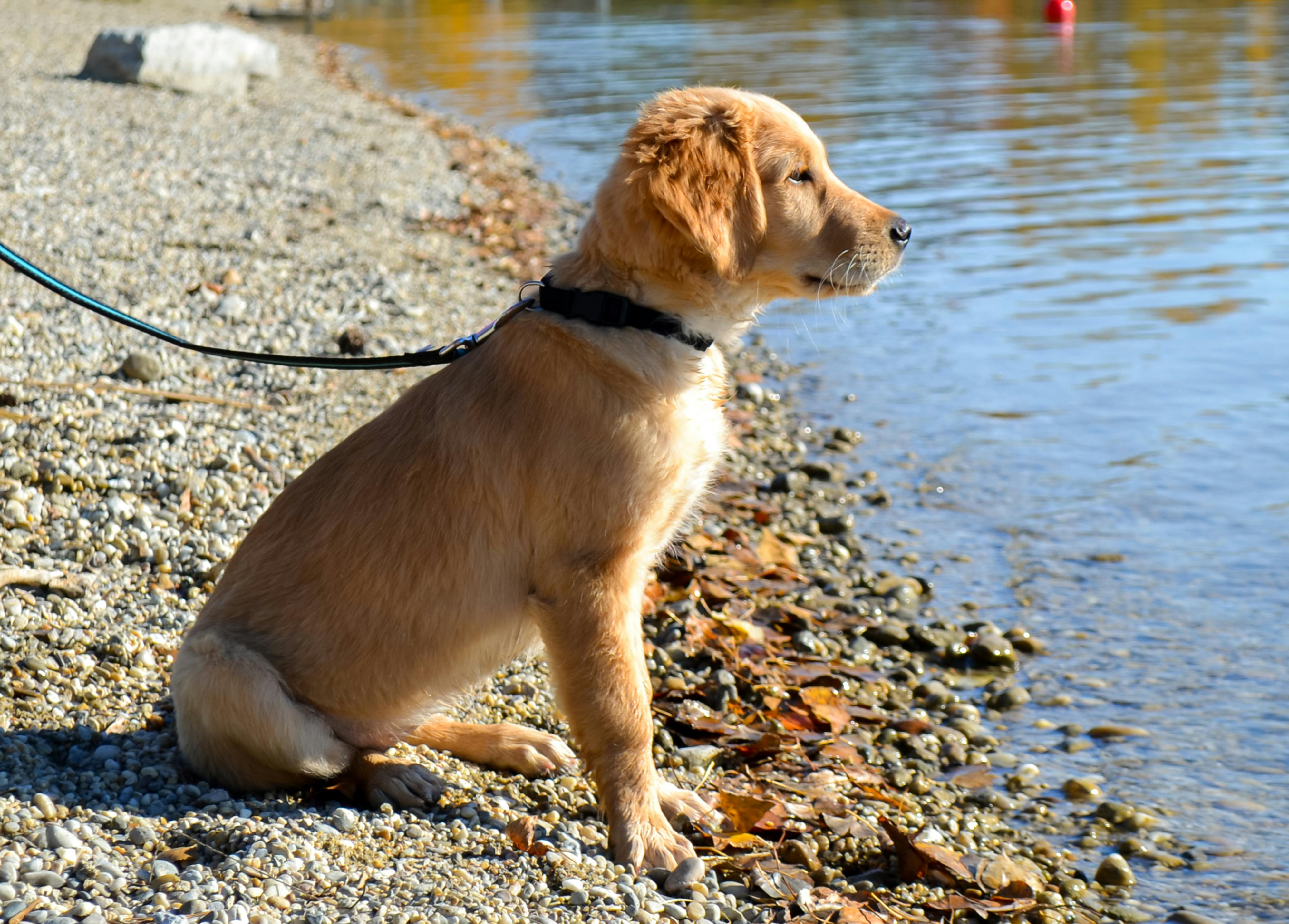 Pets On Leash At Beach Photos, Download The BEST Free Pets On Leash At ...