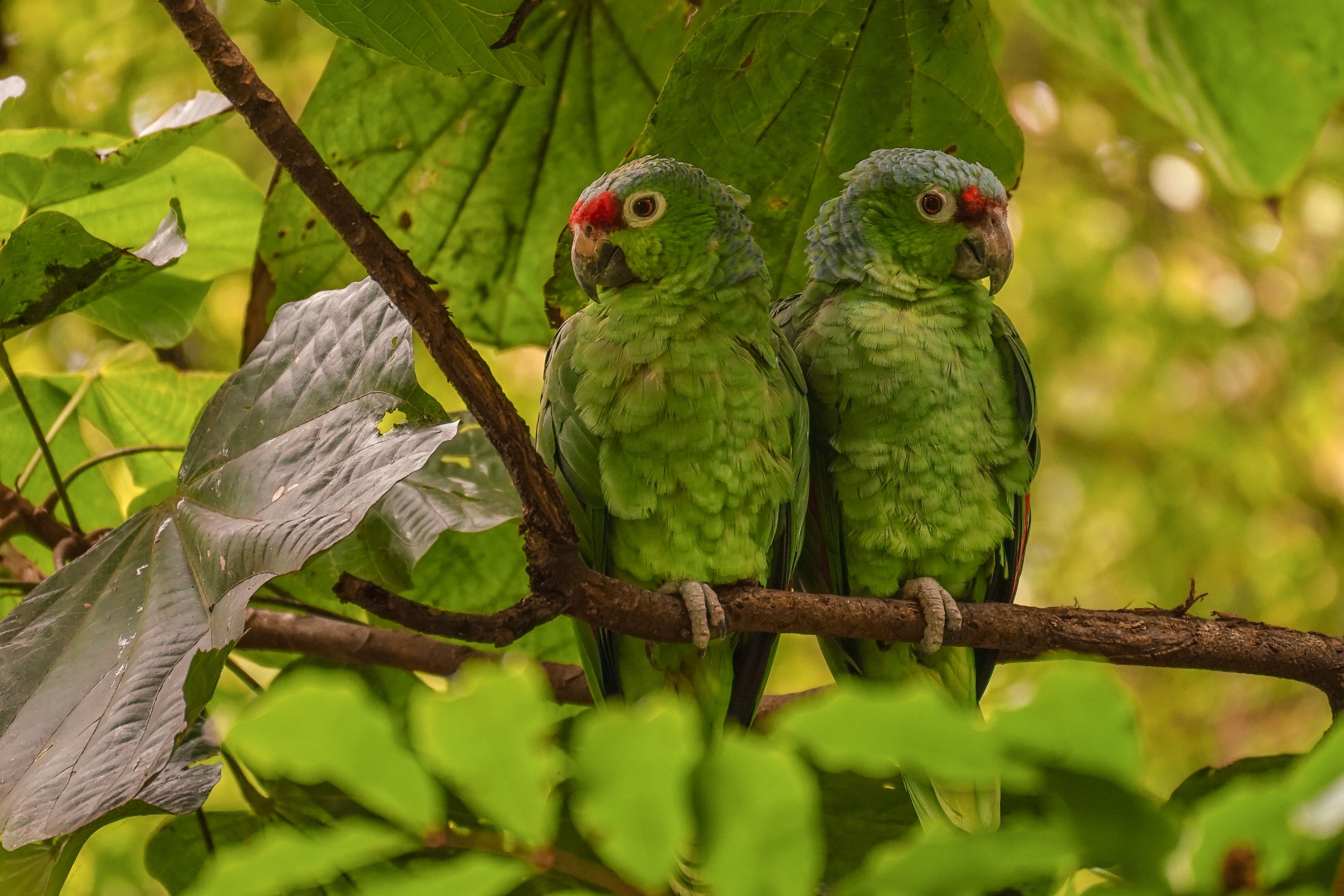 Foto de stock gratuita sobre ambiente tropical, américa del sur, aves ...