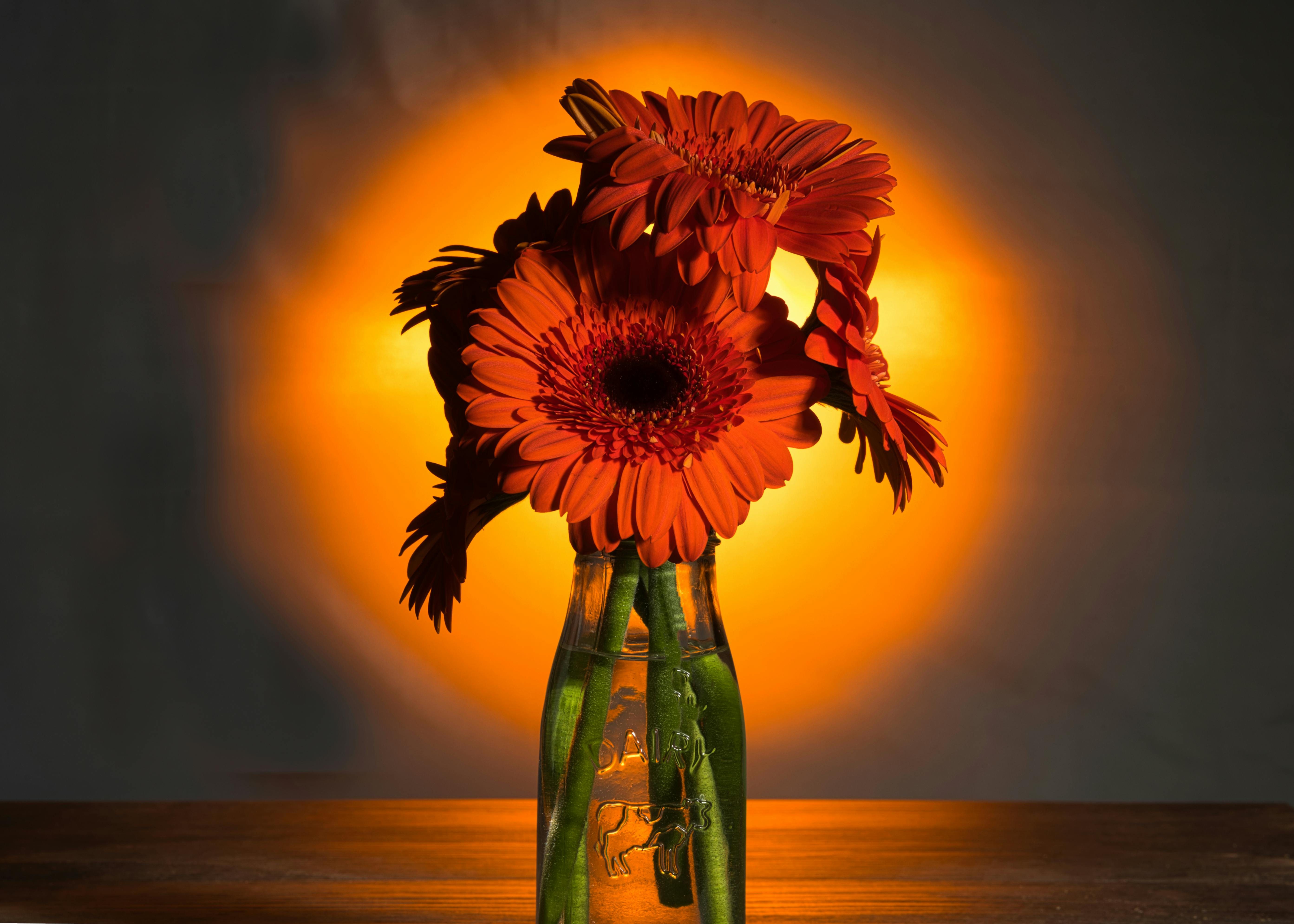 Flowers in Vase in Dark in Spotlight · Free Stock Photo