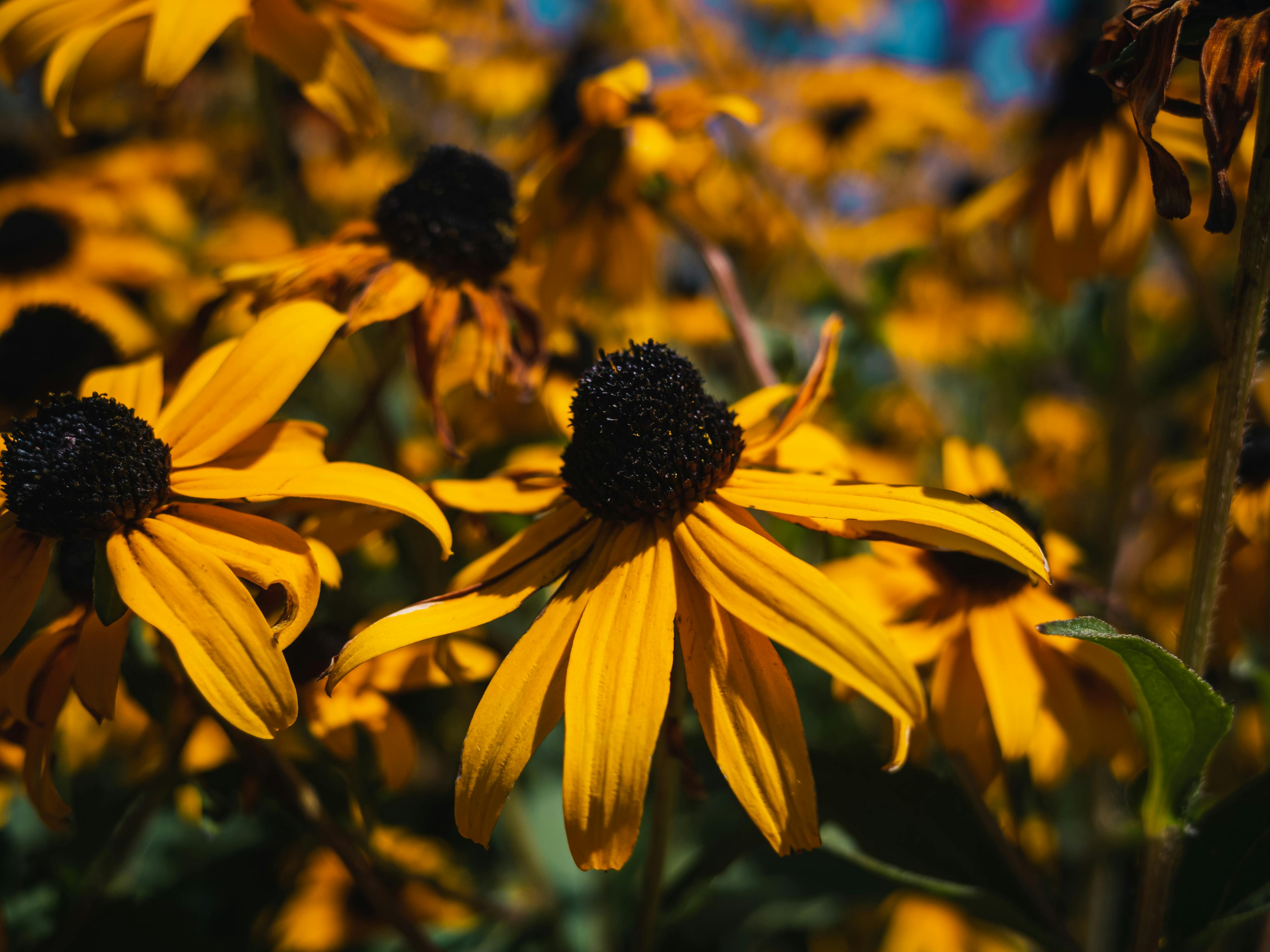 Black Eyed Susan Photos, Download The BEST Free Black Eyed Susan Stock ...