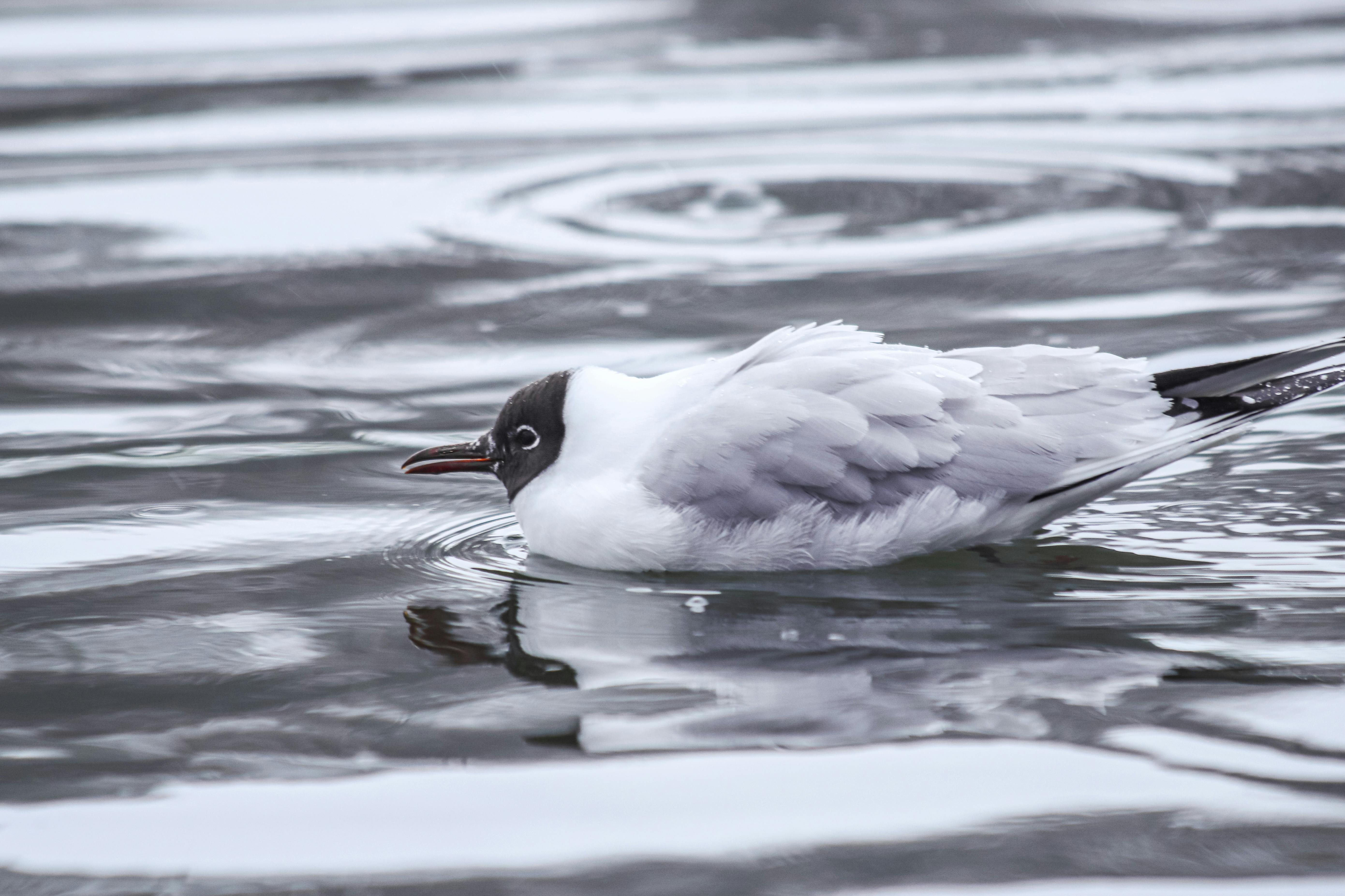 A white bird swimming in the water with ripples · Free Stock Photo