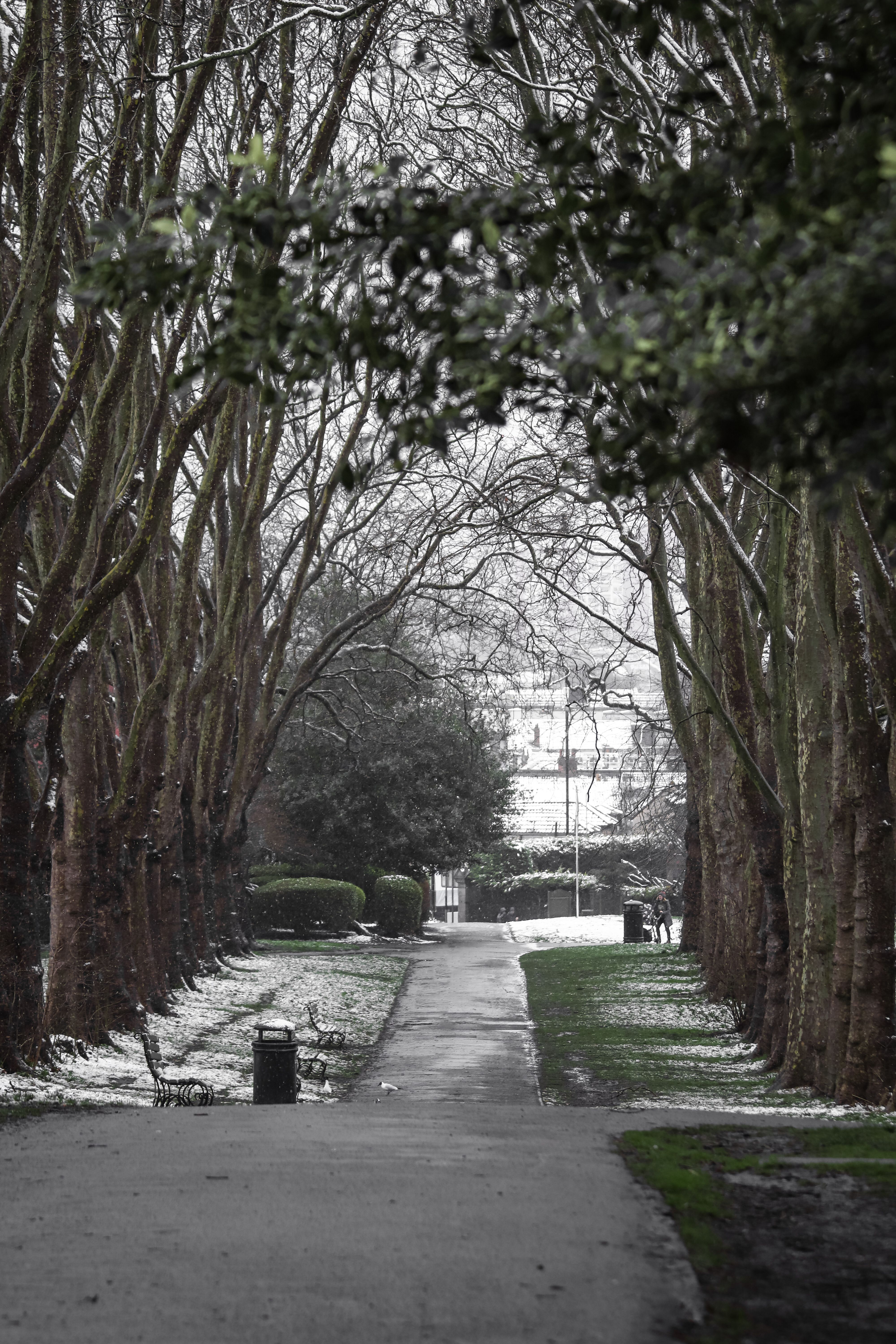 Empty Park Alley in Winter · Free Stock Photo