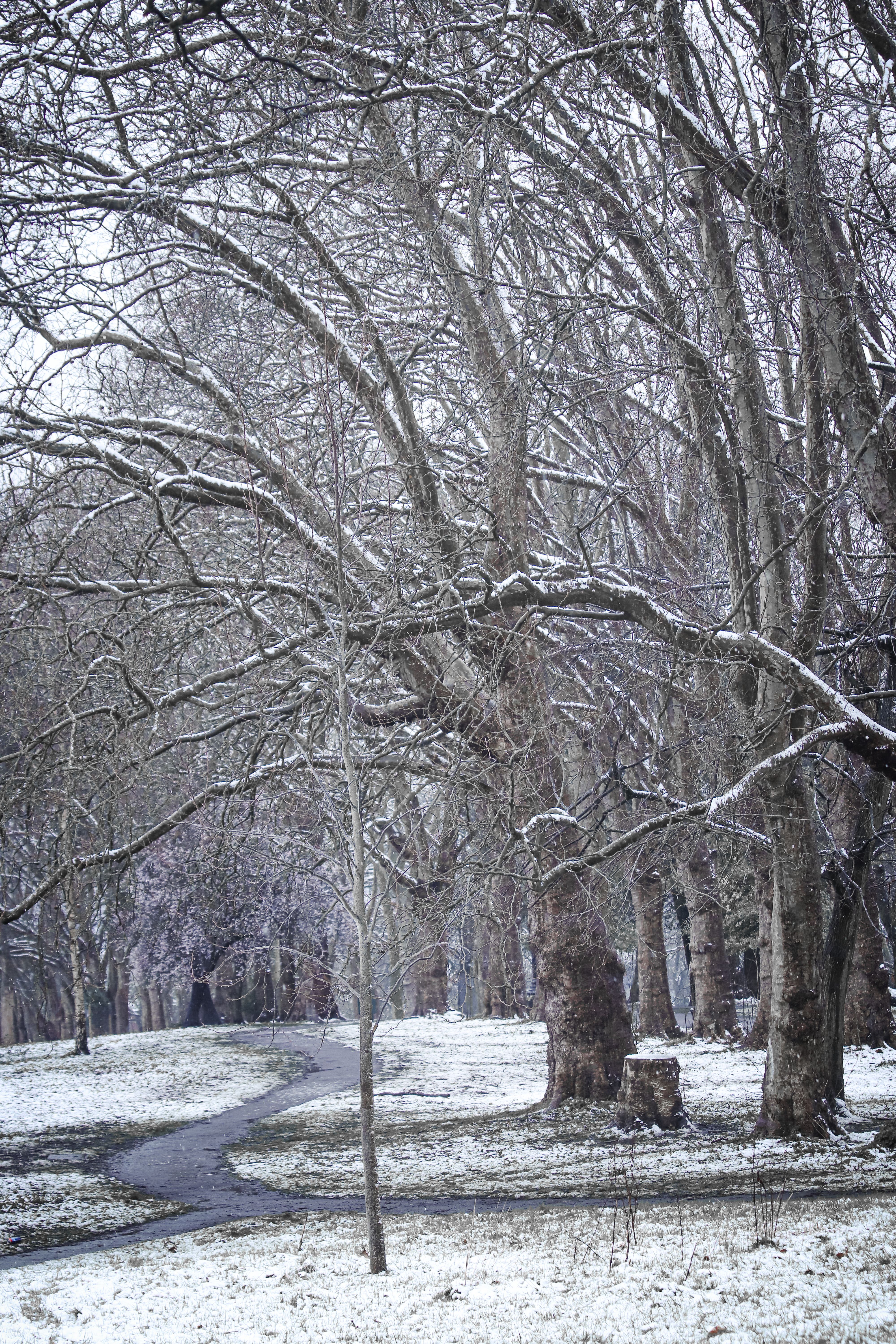 White, Empty Park in Winter · Free Stock Photo