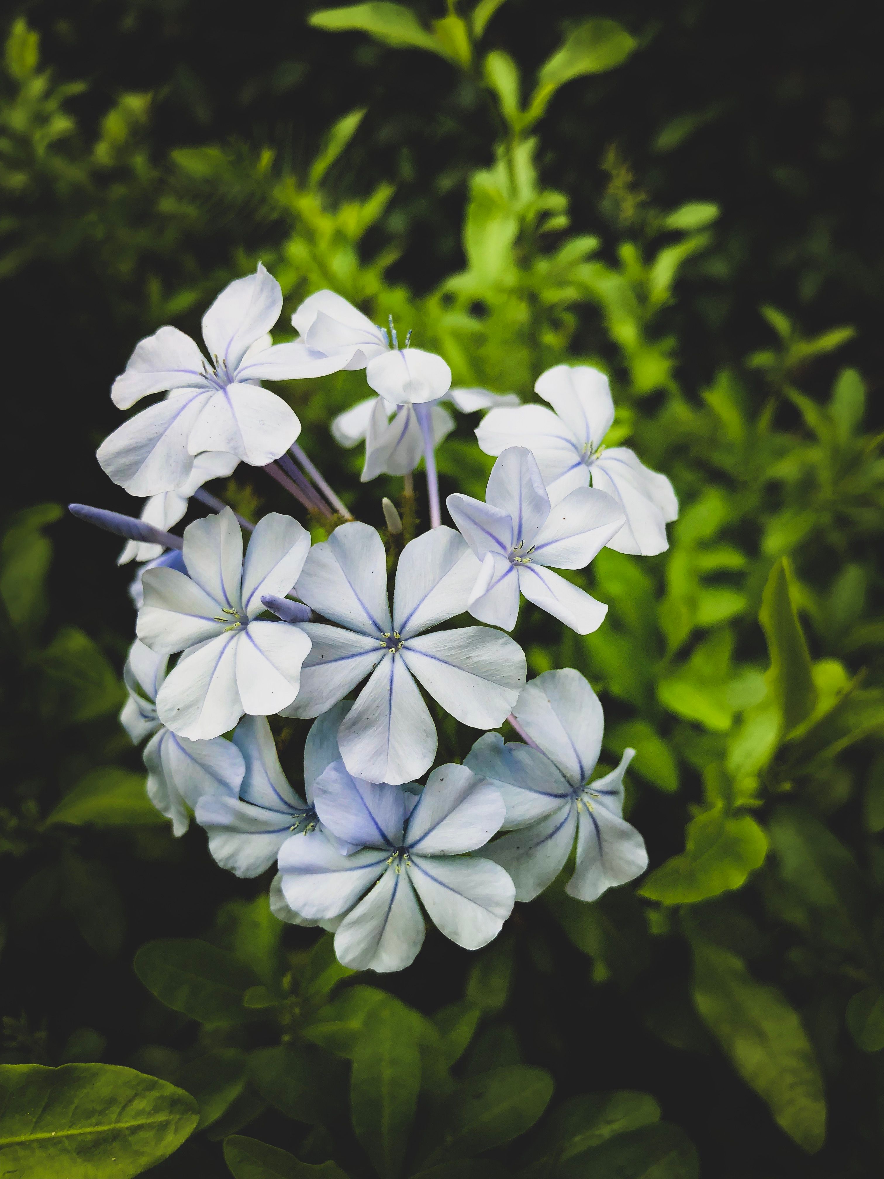 Close-up Photo of White Petaled Flowers · Free Stock Photo
