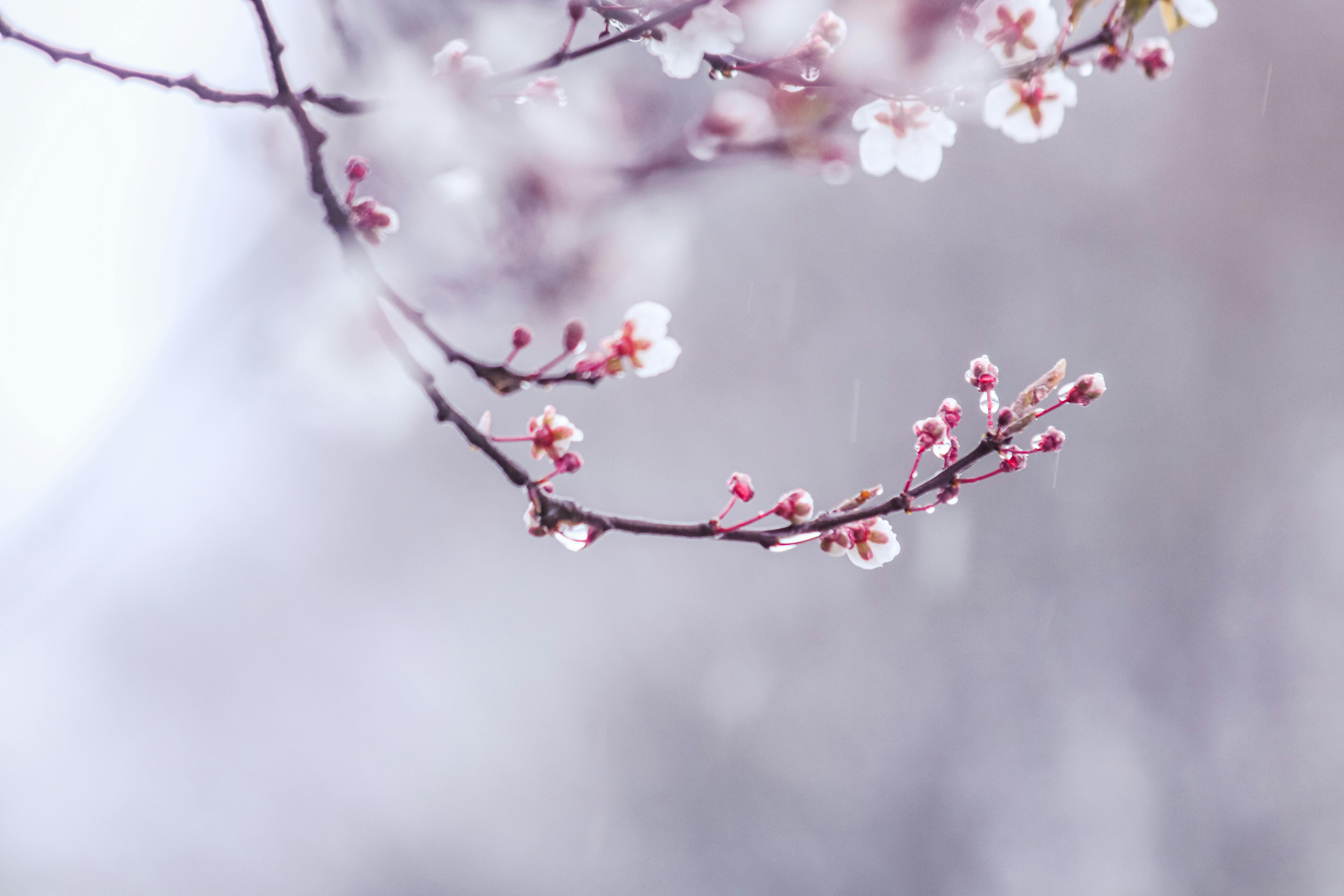 A close up of a cherry blossom branch · Free Stock Photo