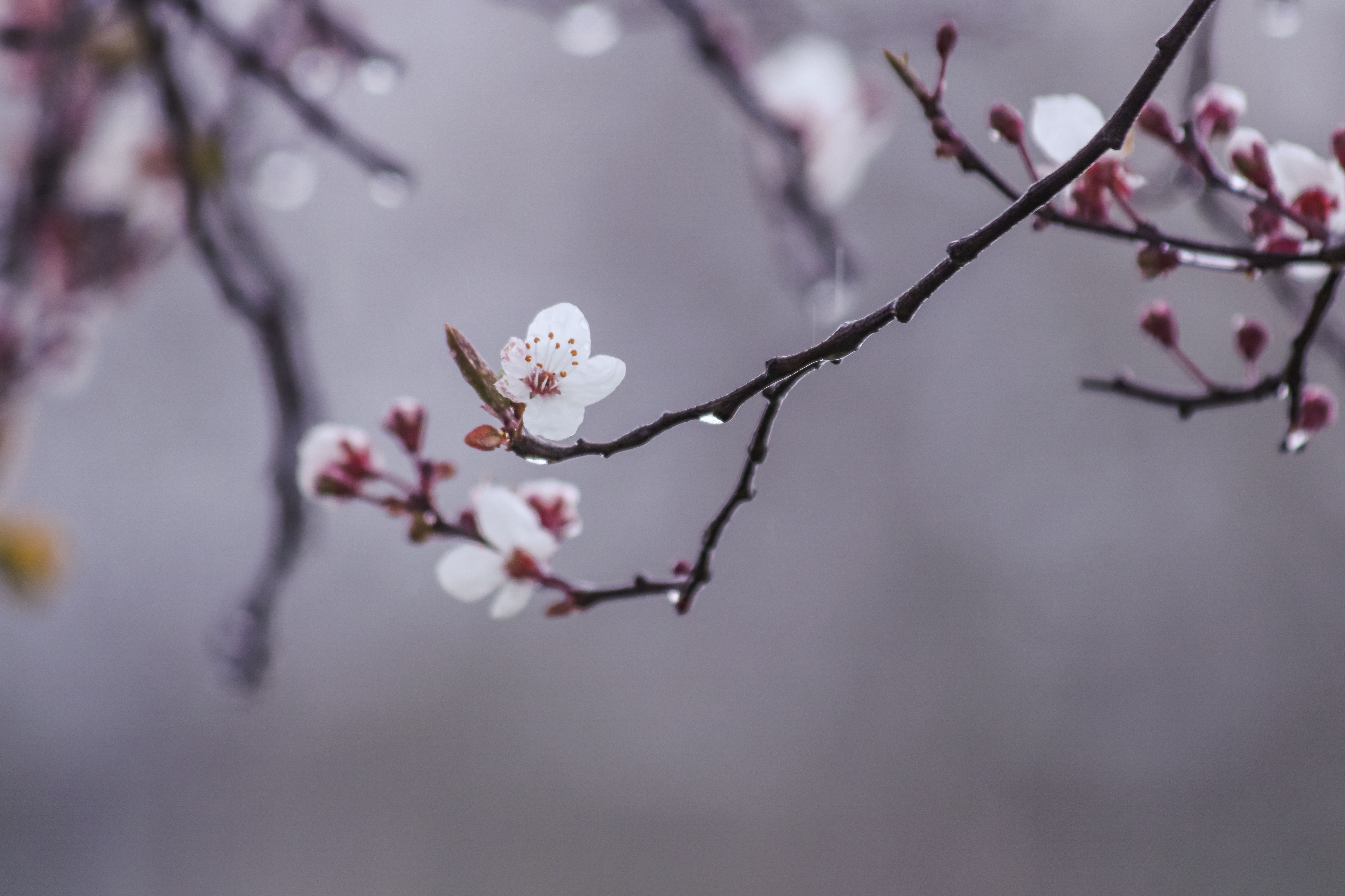 White Flower With Water Droplets · Free Stock Photo