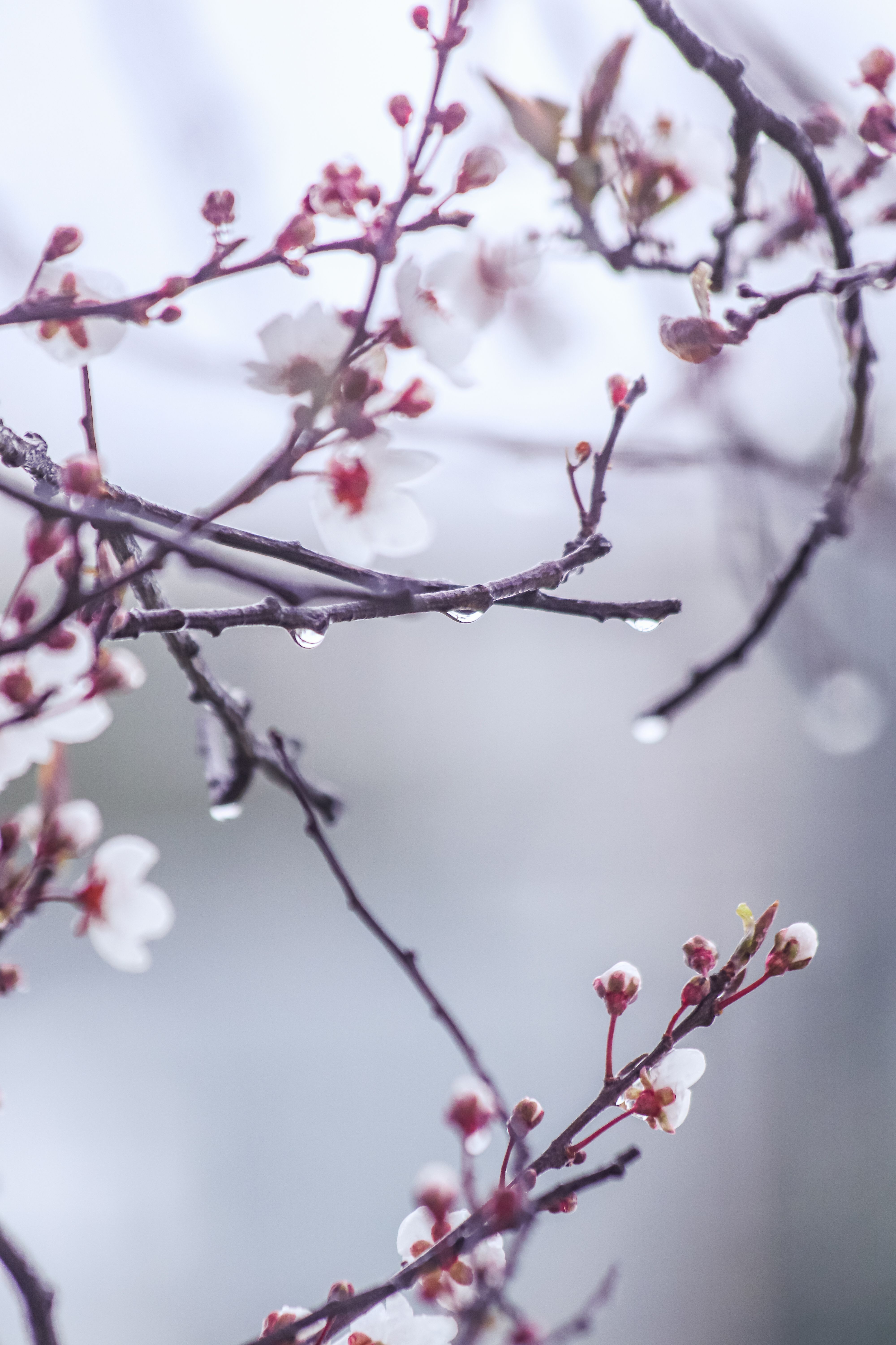Nature Spring Photos, Download The BEST Free Nature Spring Stock Photos ...