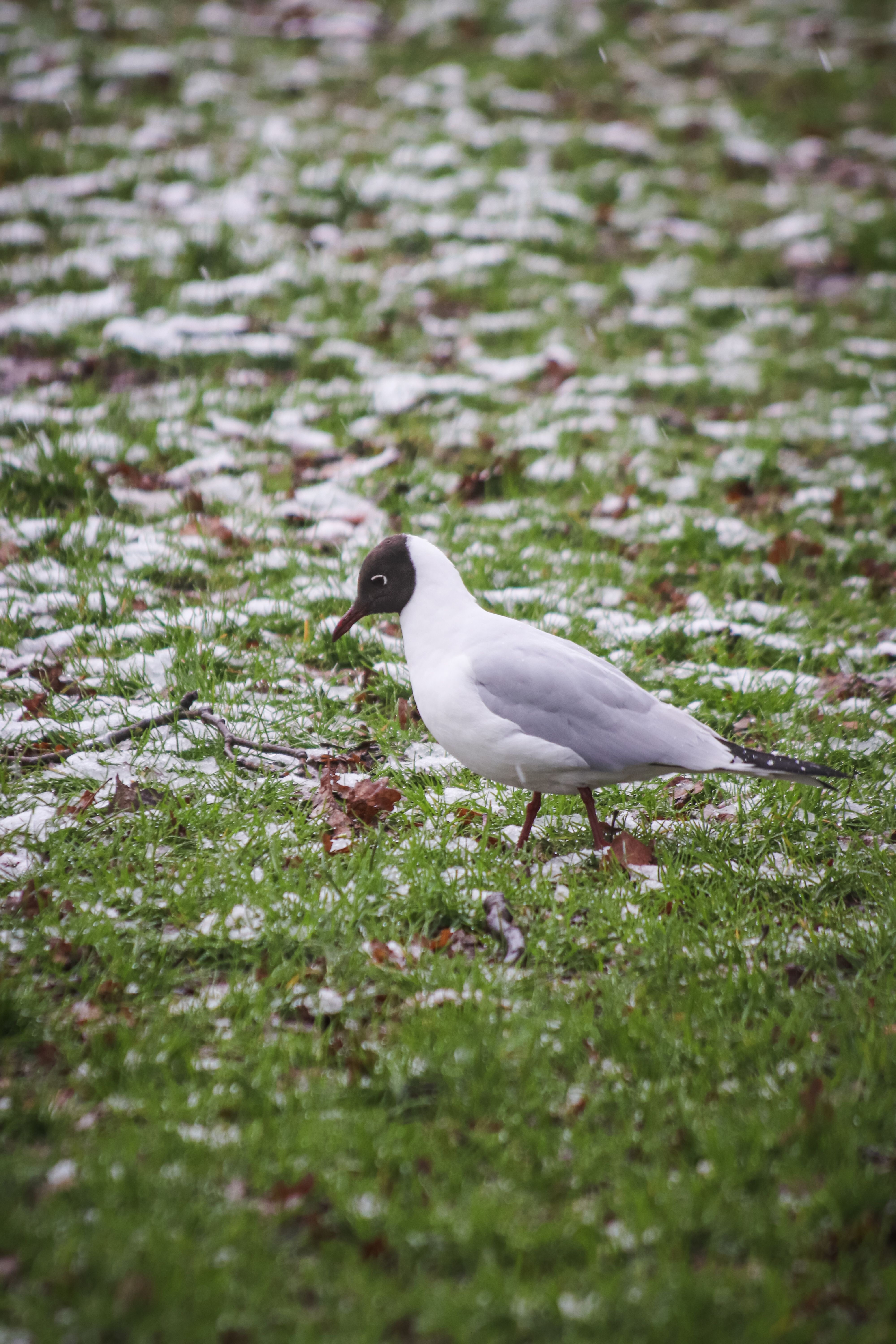 Seabird Photos, Download The BEST Free Seabird Stock Photos & HD Images