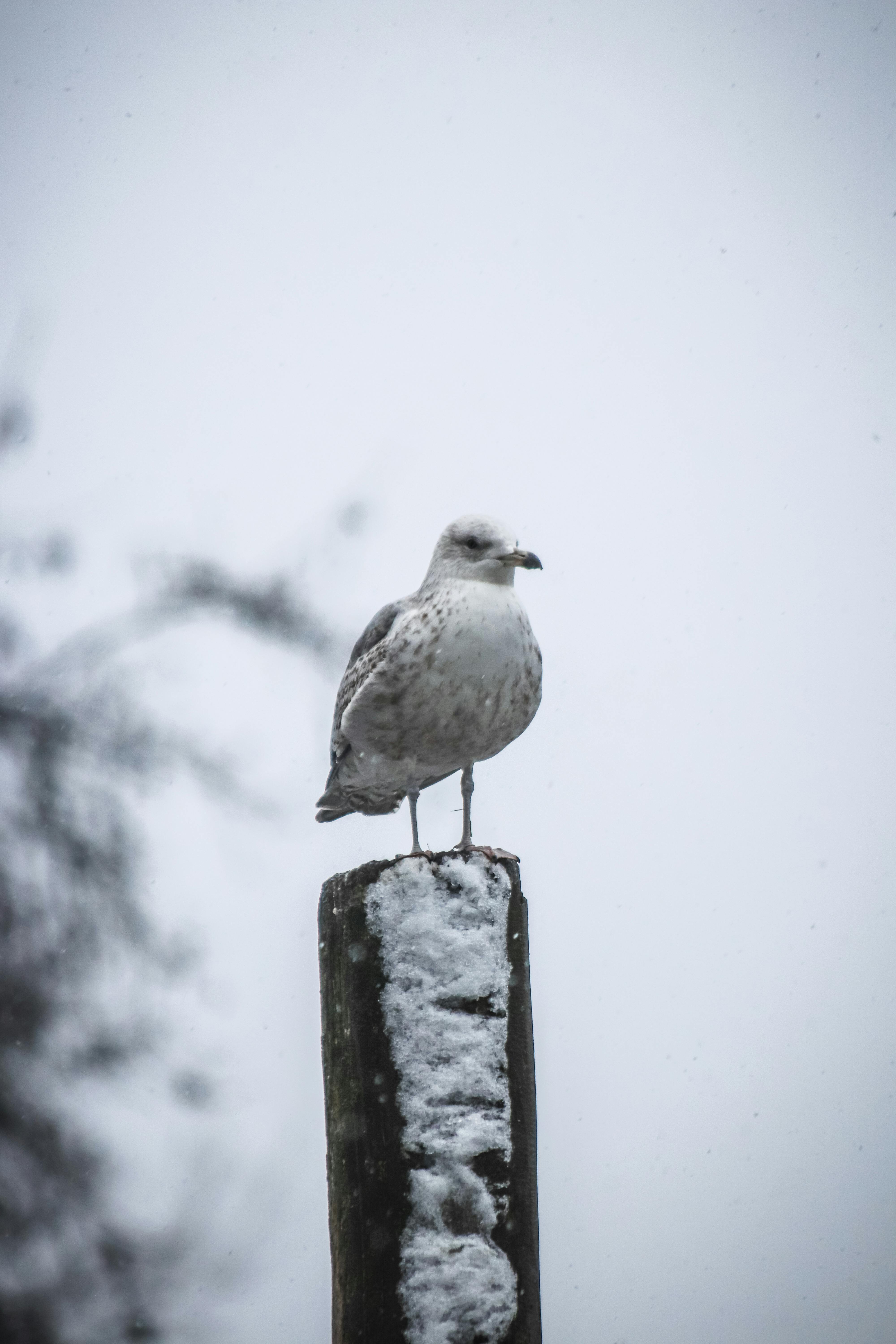 Seagull Perching on a Snow Covered Pole · Free Stock Photo