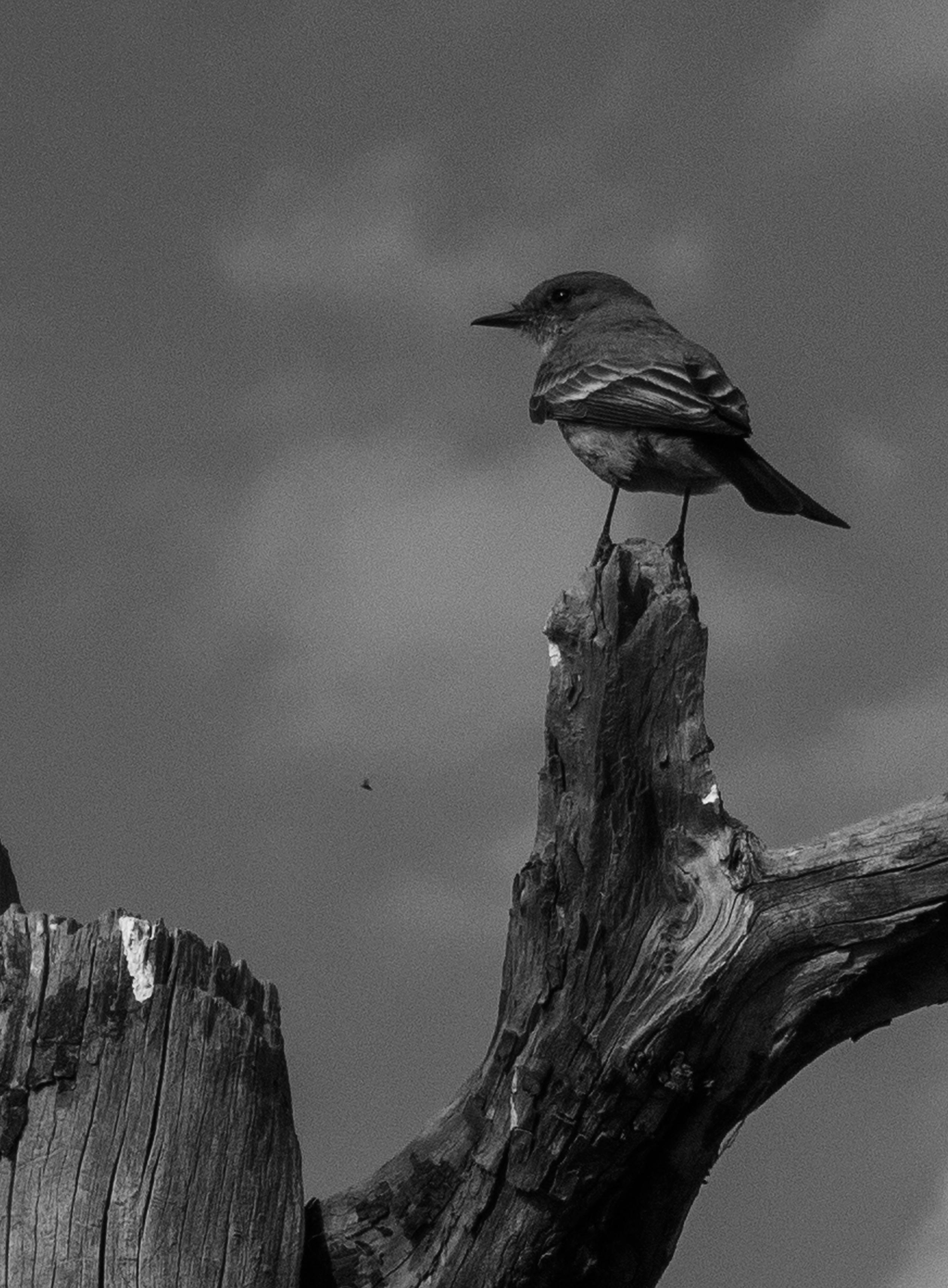 Acanthosi Nigrican Photos, Download The BEST Free Acanthosi Nigrican ...