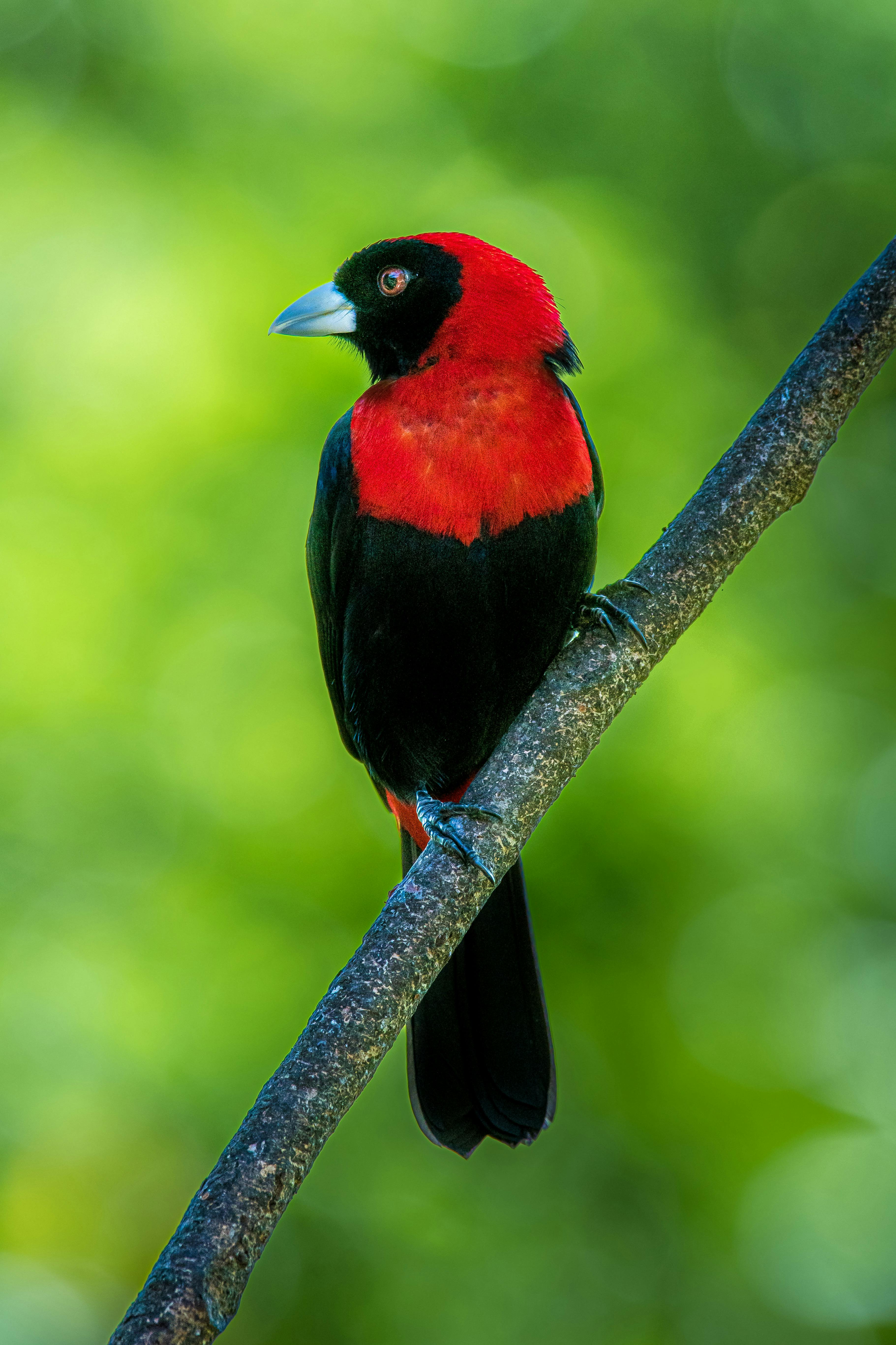 Close-up of a Crimson-collared Tanager · Free Stock Photo