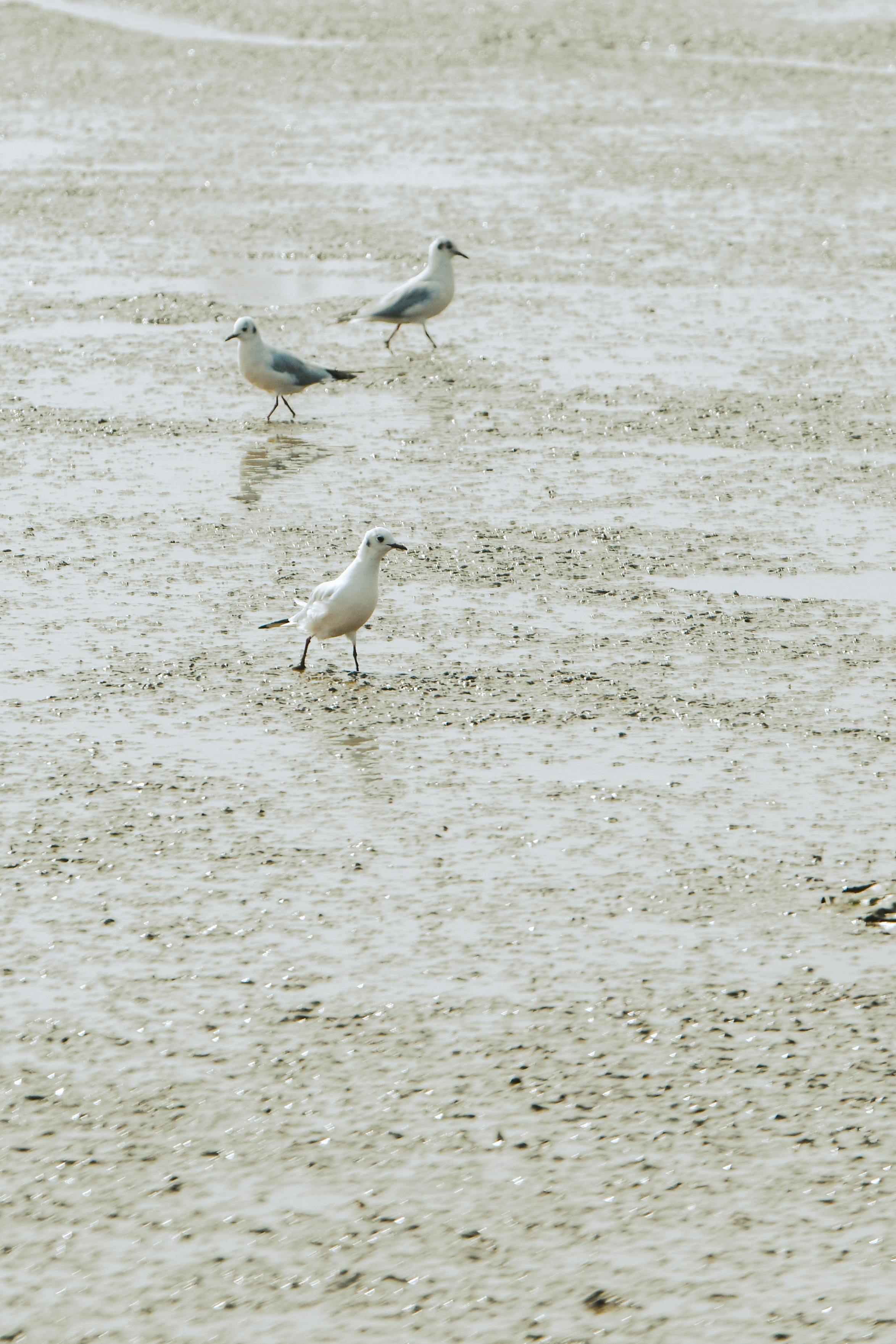 Close-up of Bird on Beach · Free Stock Photo