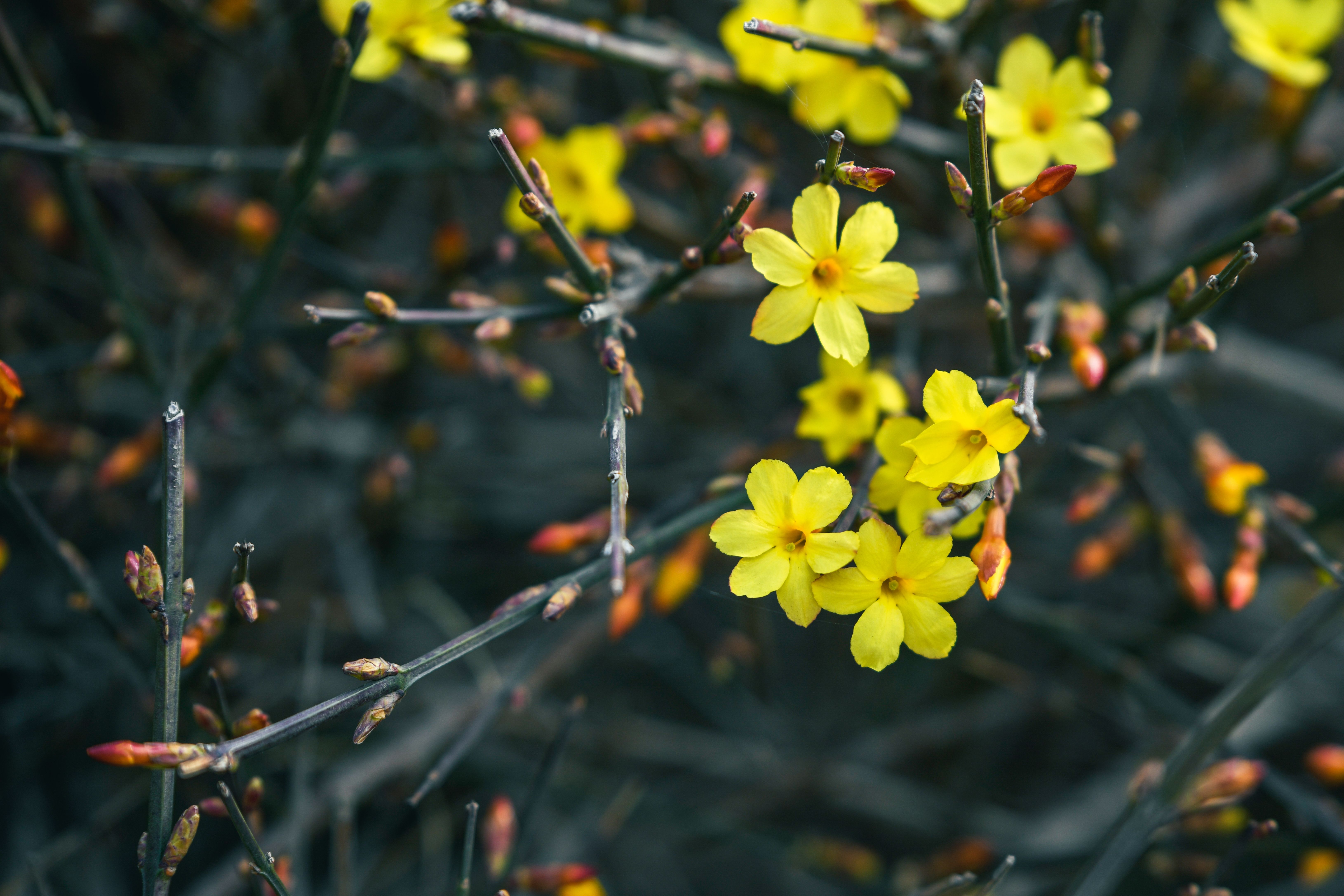 Yellow Flowers on Ground · Free Stock Photo