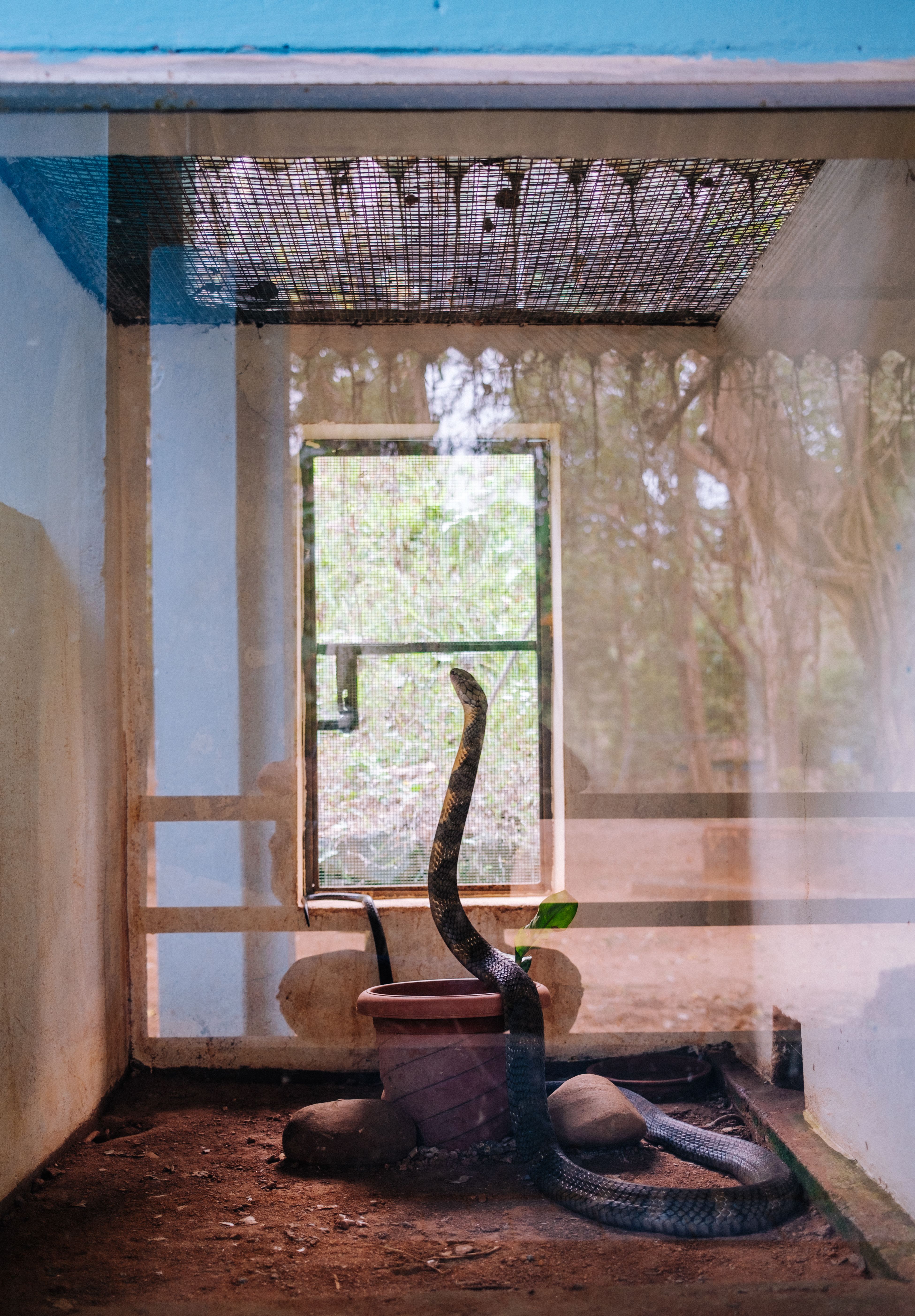 Snake in Room with Window · Free Stock Photo