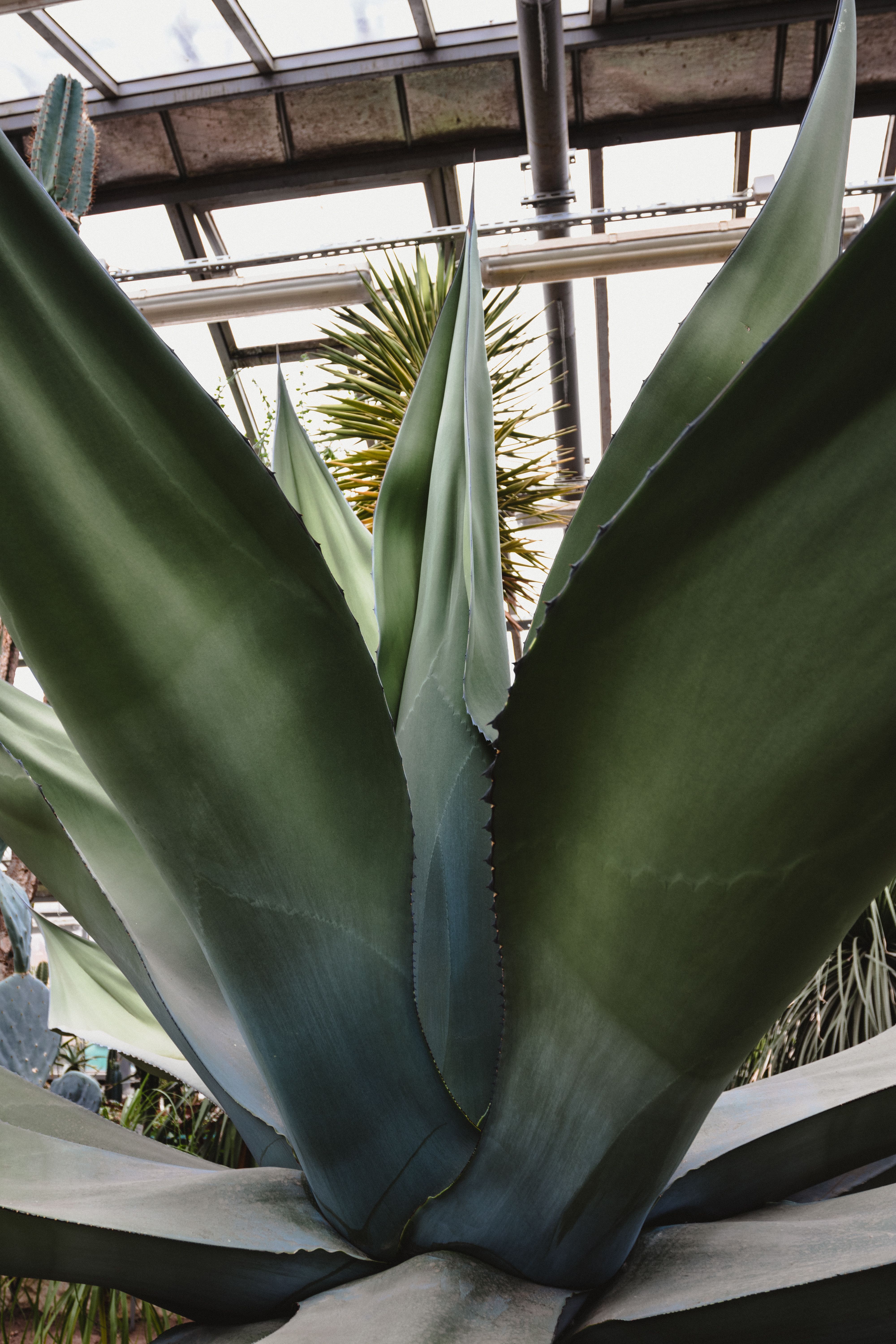 Close-up of an Agave in a Greenhouse · Free Stock Photo